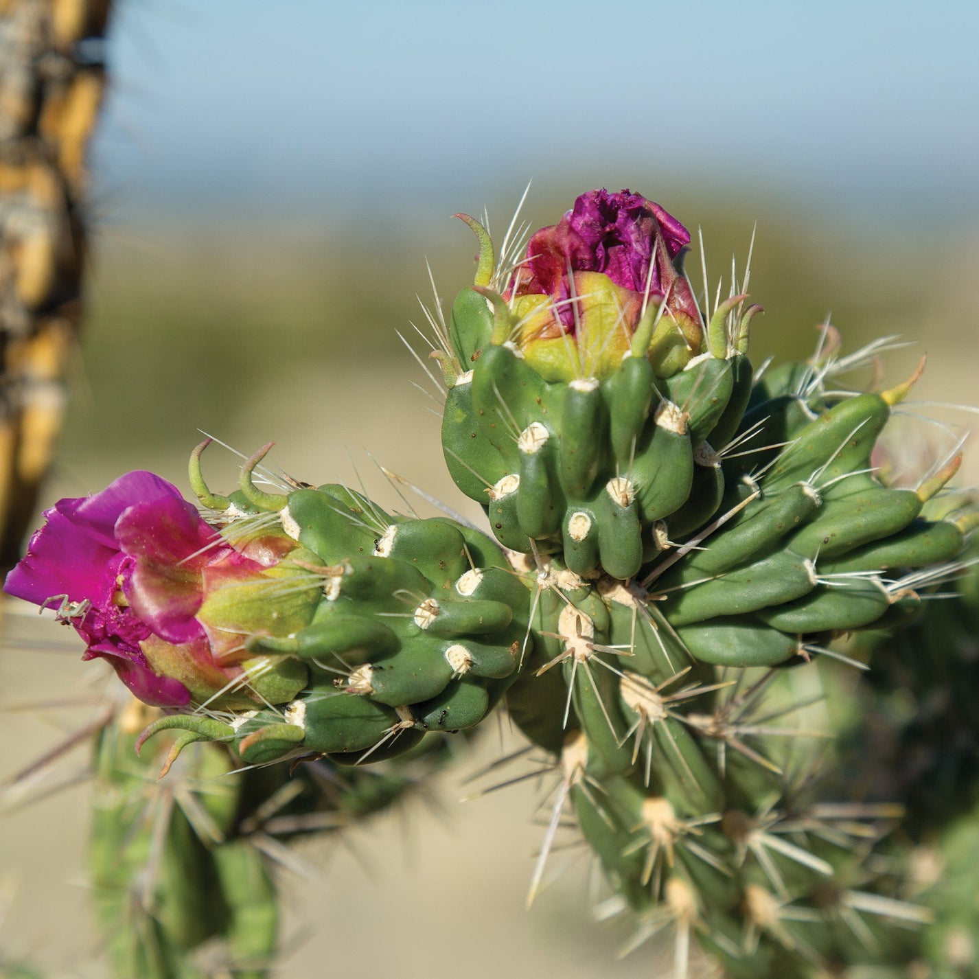 Cholla cactus – Jardineries Botanix