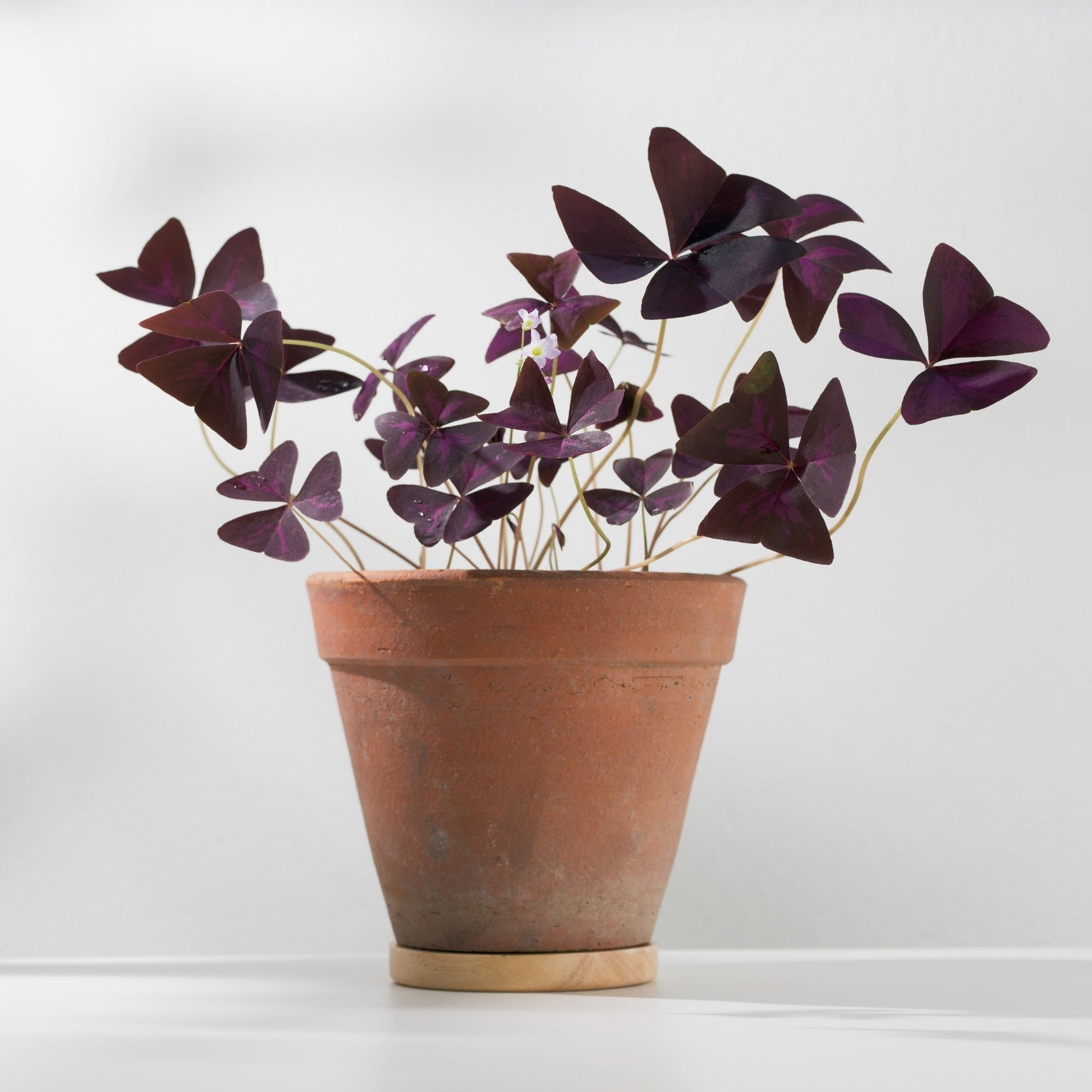 CHARMED® Wine Shamrock – Jardineries Botanix