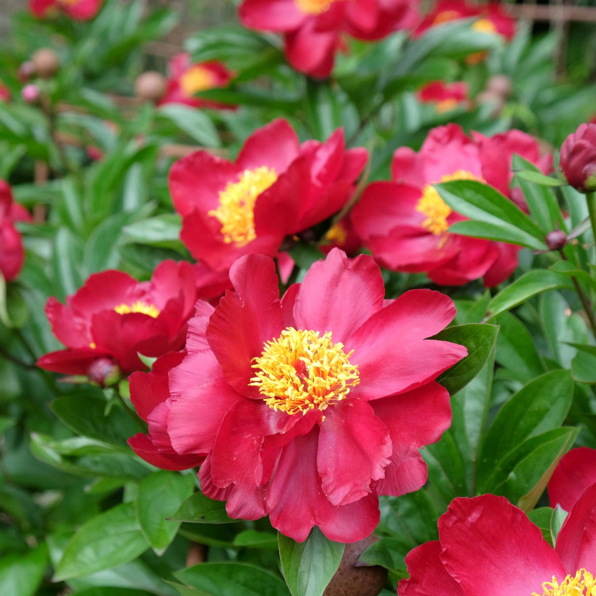Pivoine 'Blaze' : Rouge Vif Hâtif pour Jardins Rustiques | Jardineries ...