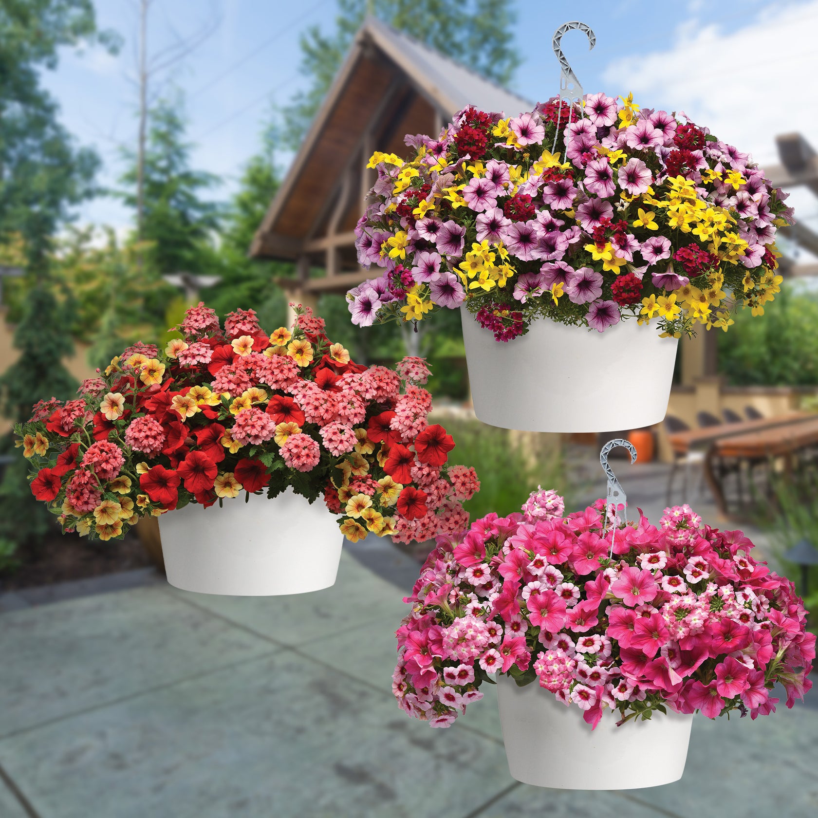 Trixi Hanging Baskets – Jardineries Botanix