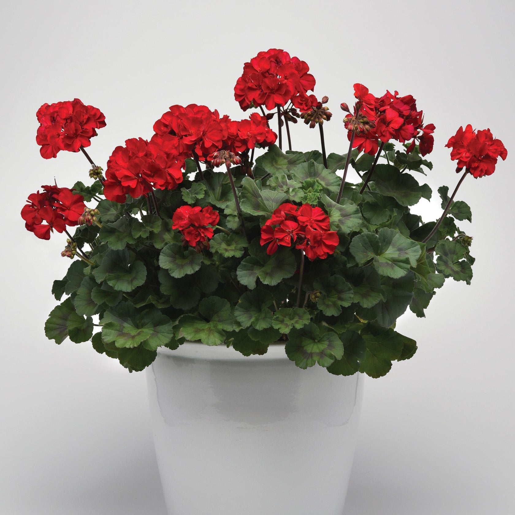 Géranium zonal SUPER MOON™ Red – Jardineries Botanix