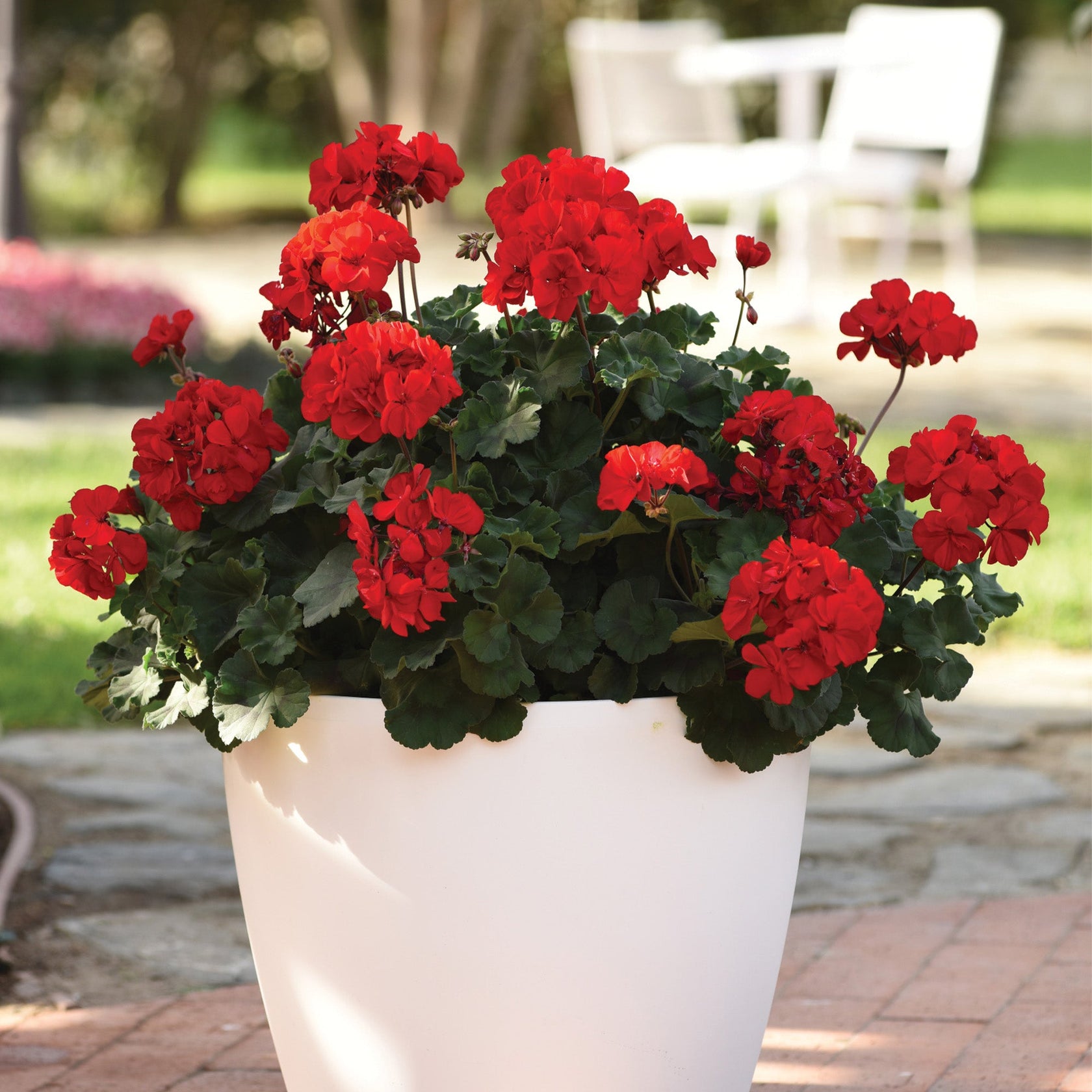 Géranium zonal SUPER MOON™ Red – Jardineries Botanix