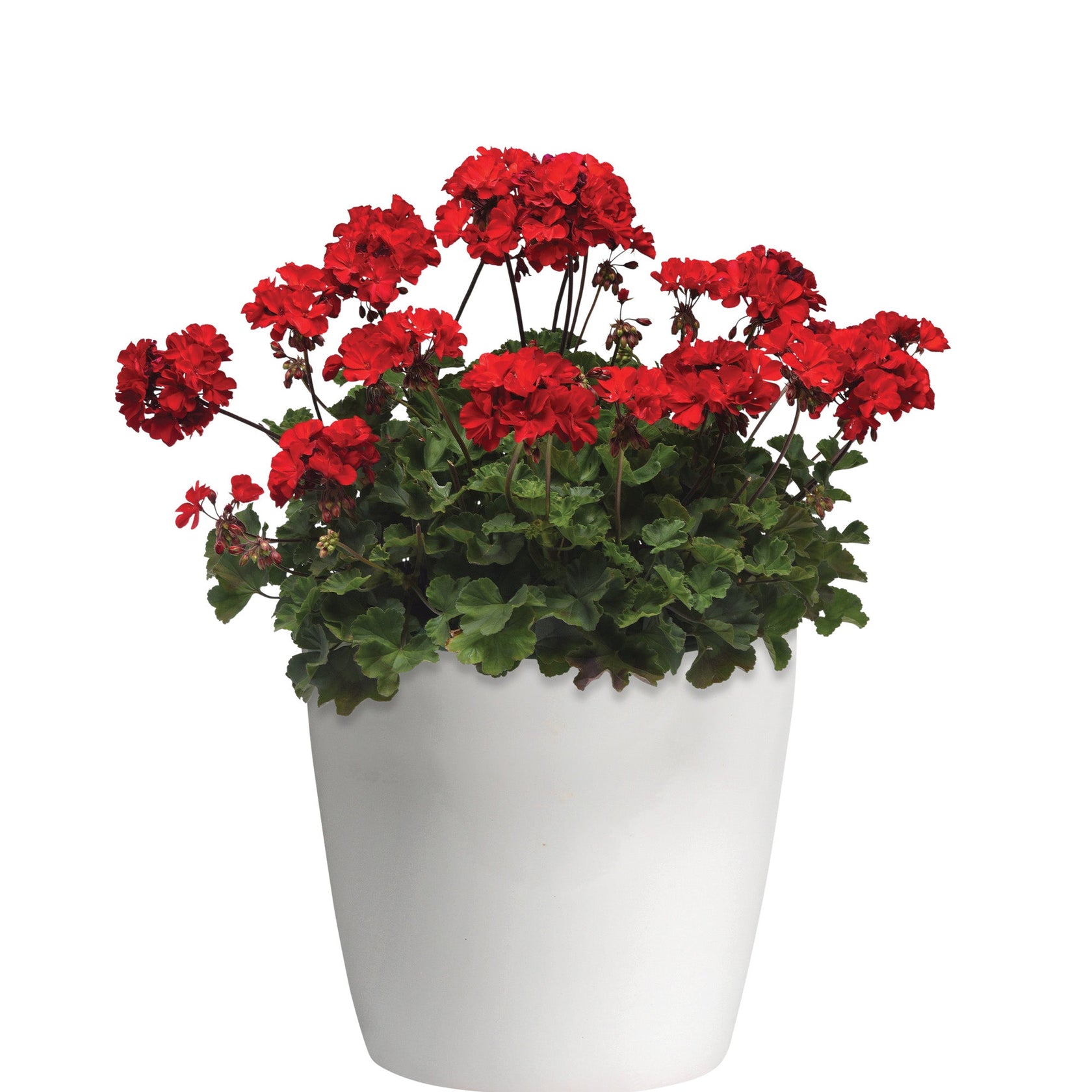Géranium zonal SUPER MOON™ Red – Jardineries Botanix