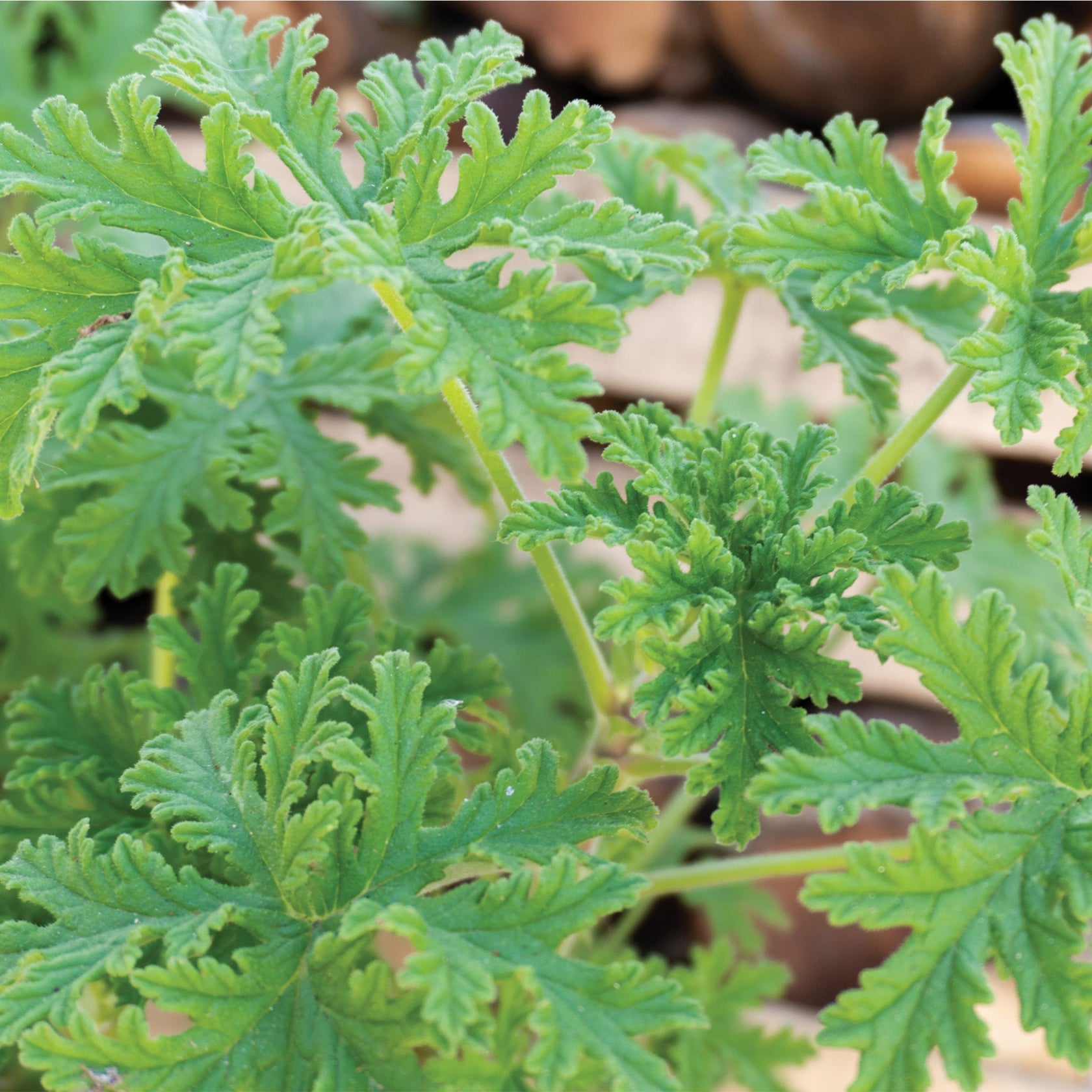Lemon Geranium – Jardineries Botanix
