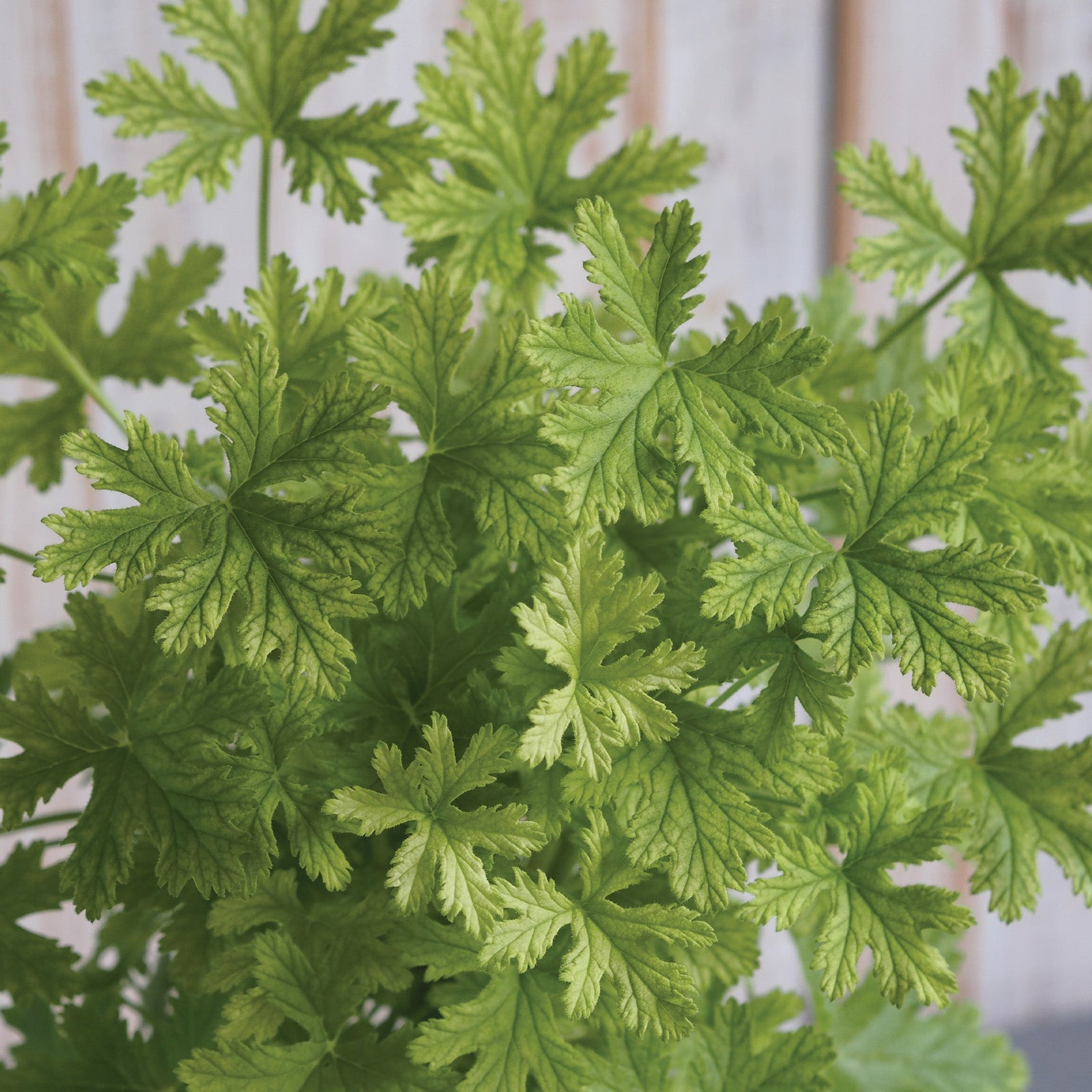 Lemon Geranium – Jardineries Botanix