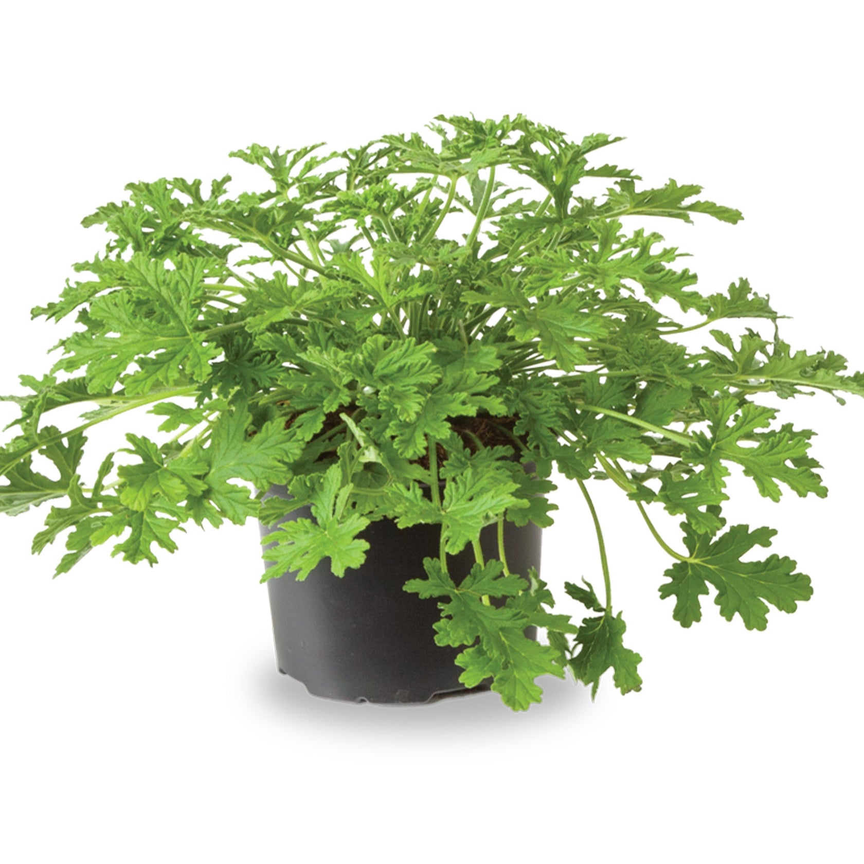 Lemon Geranium – Jardineries Botanix