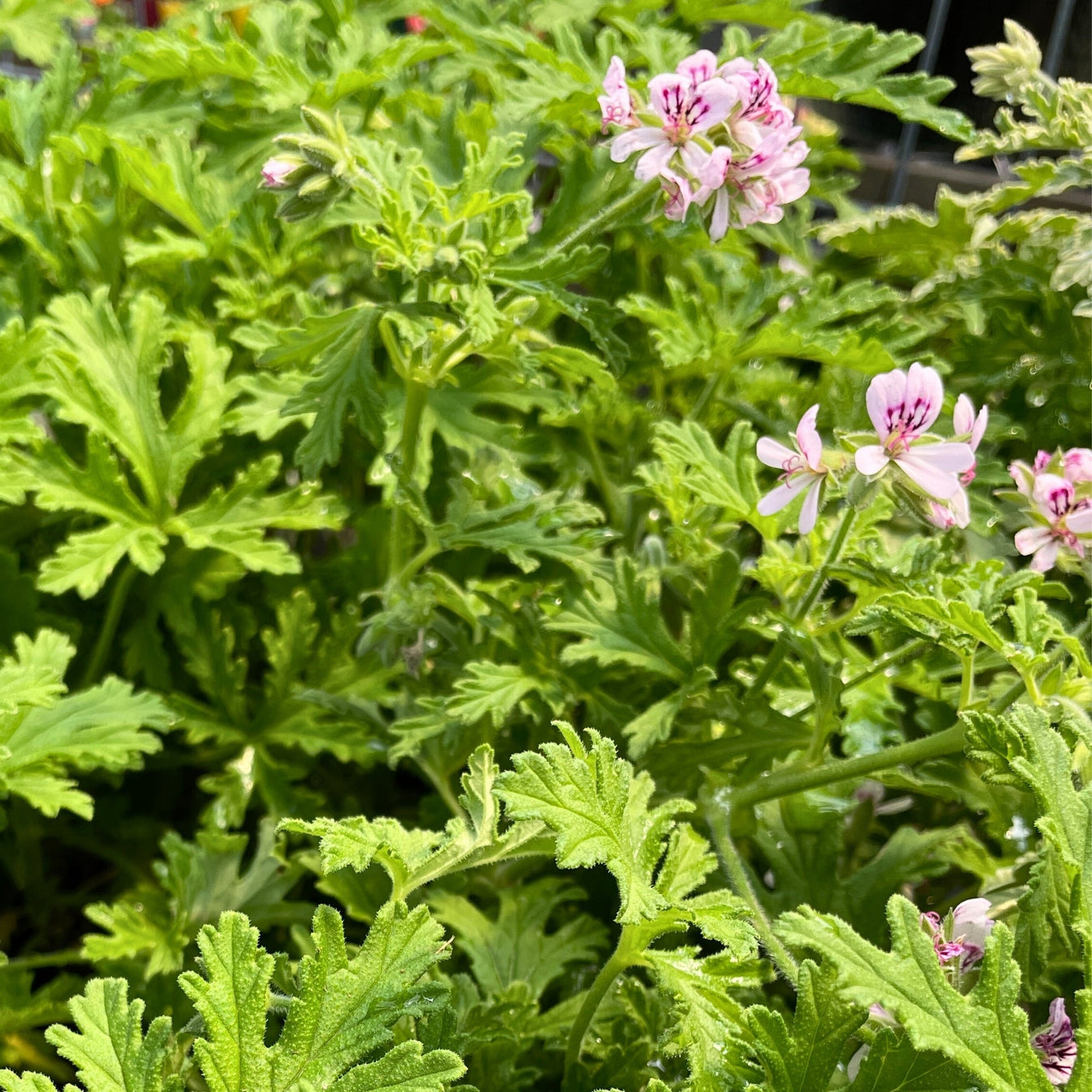 Géranium citron – Jardineries Botanix