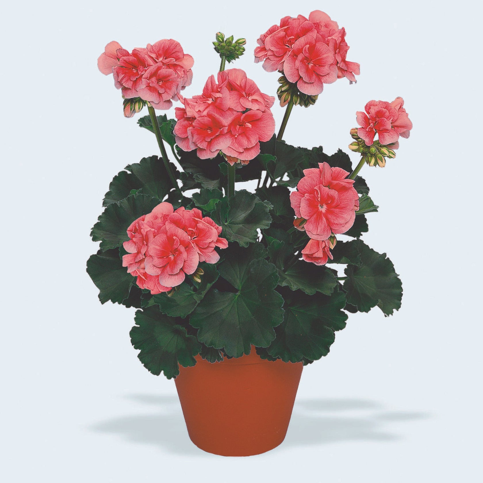 Géranium Série Darko® : Nuances Riches, Floraison Longue | Jardineries ...