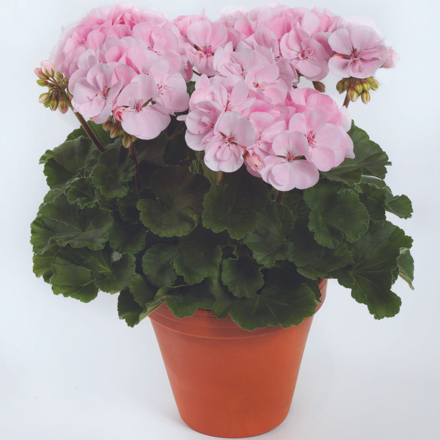 Géranium Série Darko® : Nuances Riches, Floraison Longue | Jardineries ...