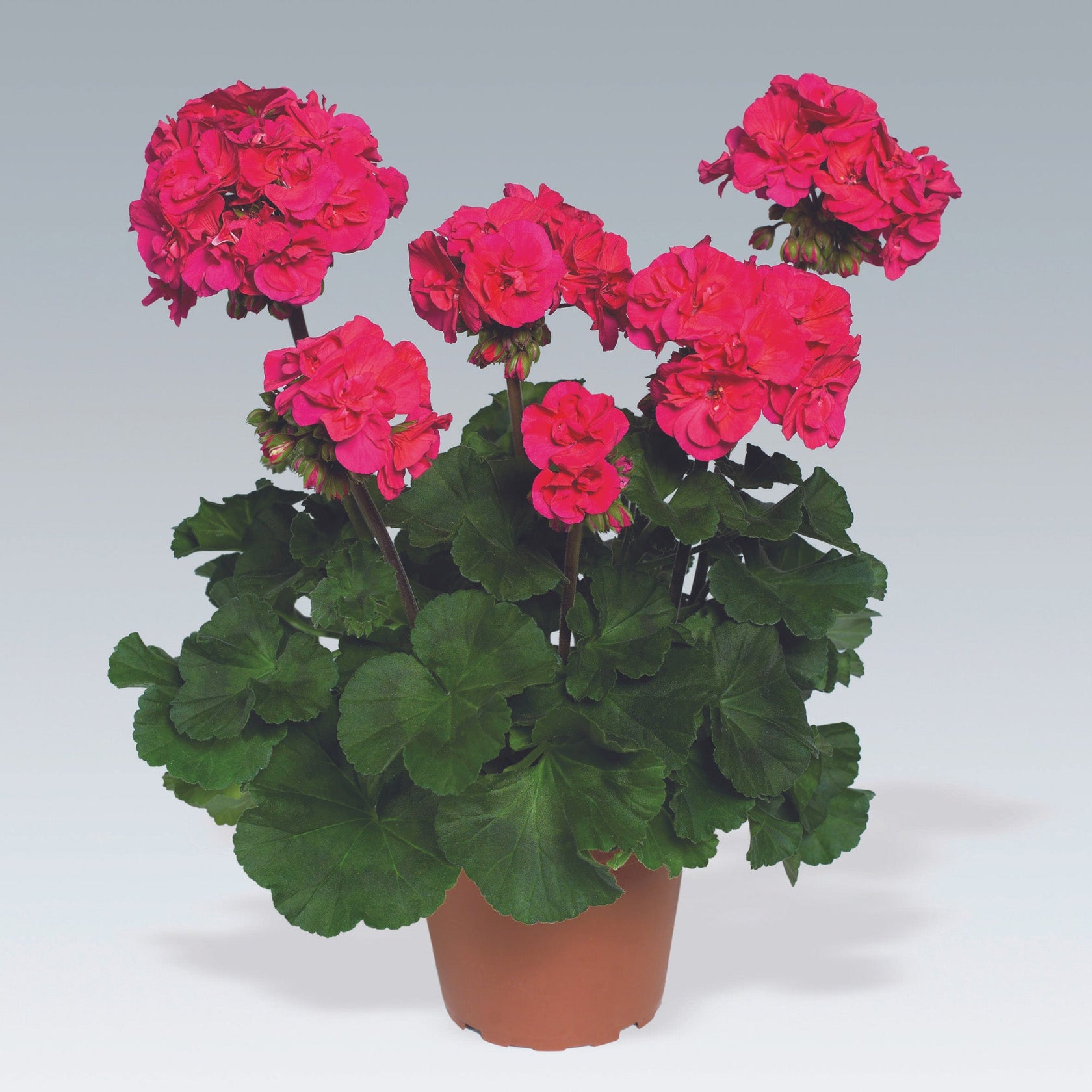 Géranium Série Darko® : Nuances Riches, Floraison Longue | Jardineries ...