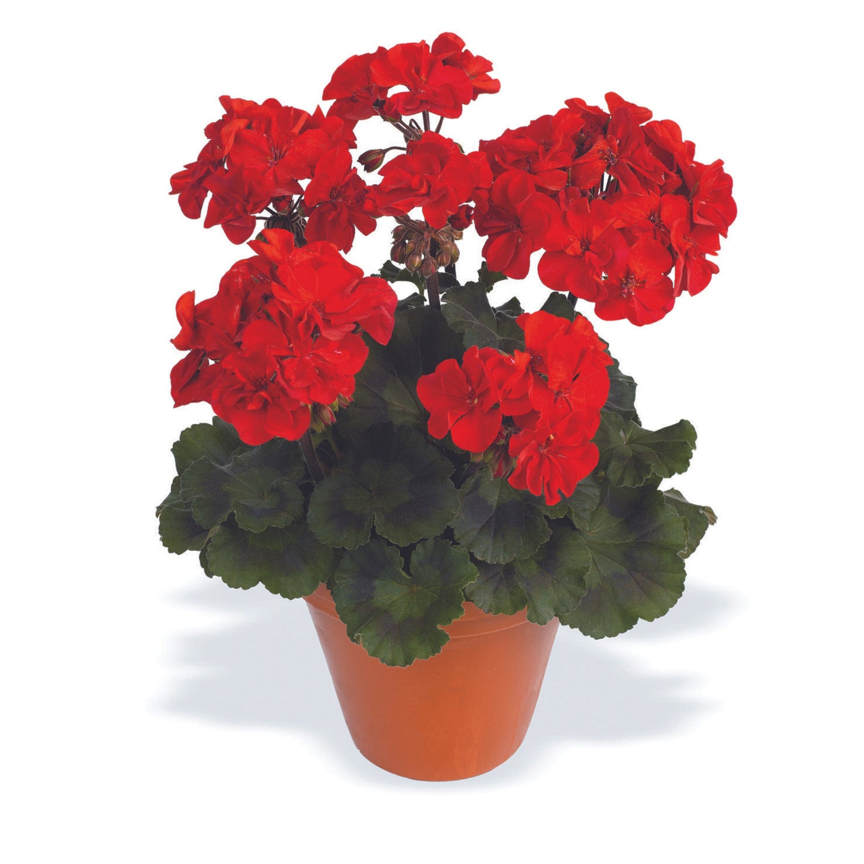 Géranium Série Darko® : Nuances Riches, Floraison Longue | Jardineries ...