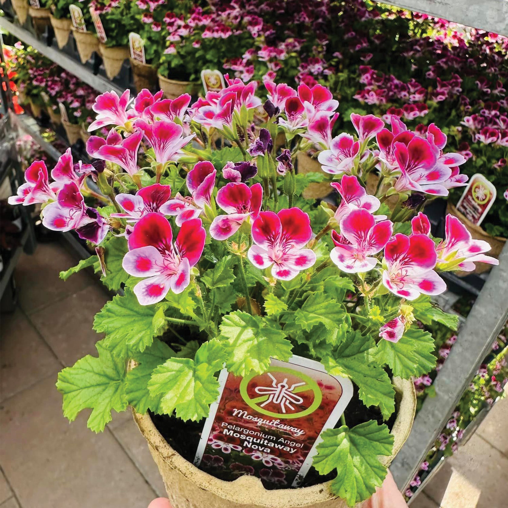 Géranium odorant MOSQUITAWAY® Nova - Anti-moustiques | Botanix – Jardineries Botanix