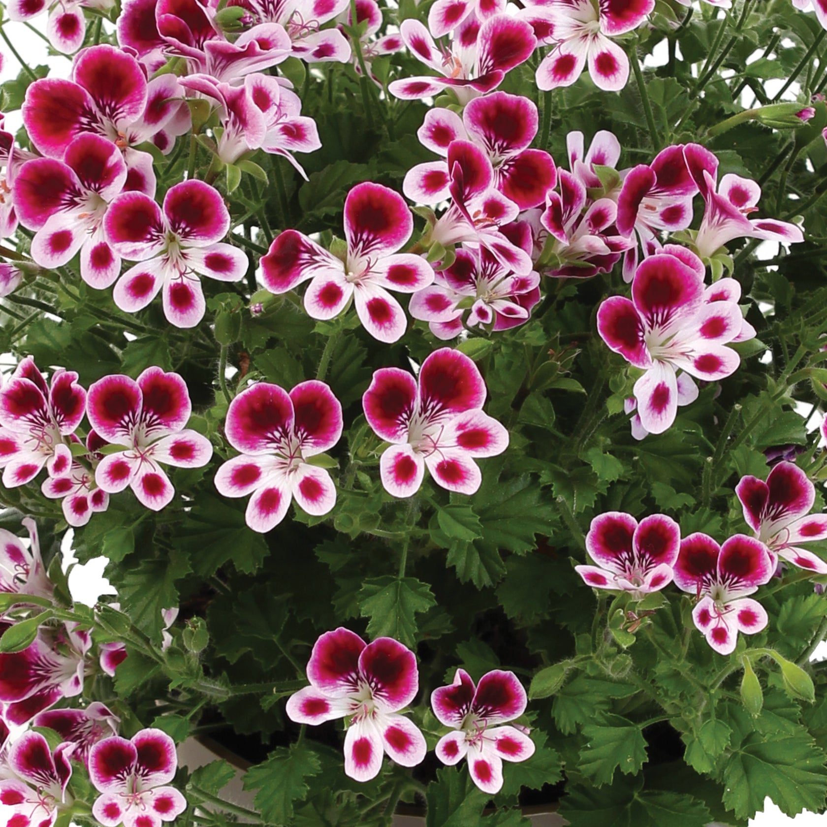 Géranium odorant MOSQUITAWAY® Nova - Anti-moustiques | Botanix ...