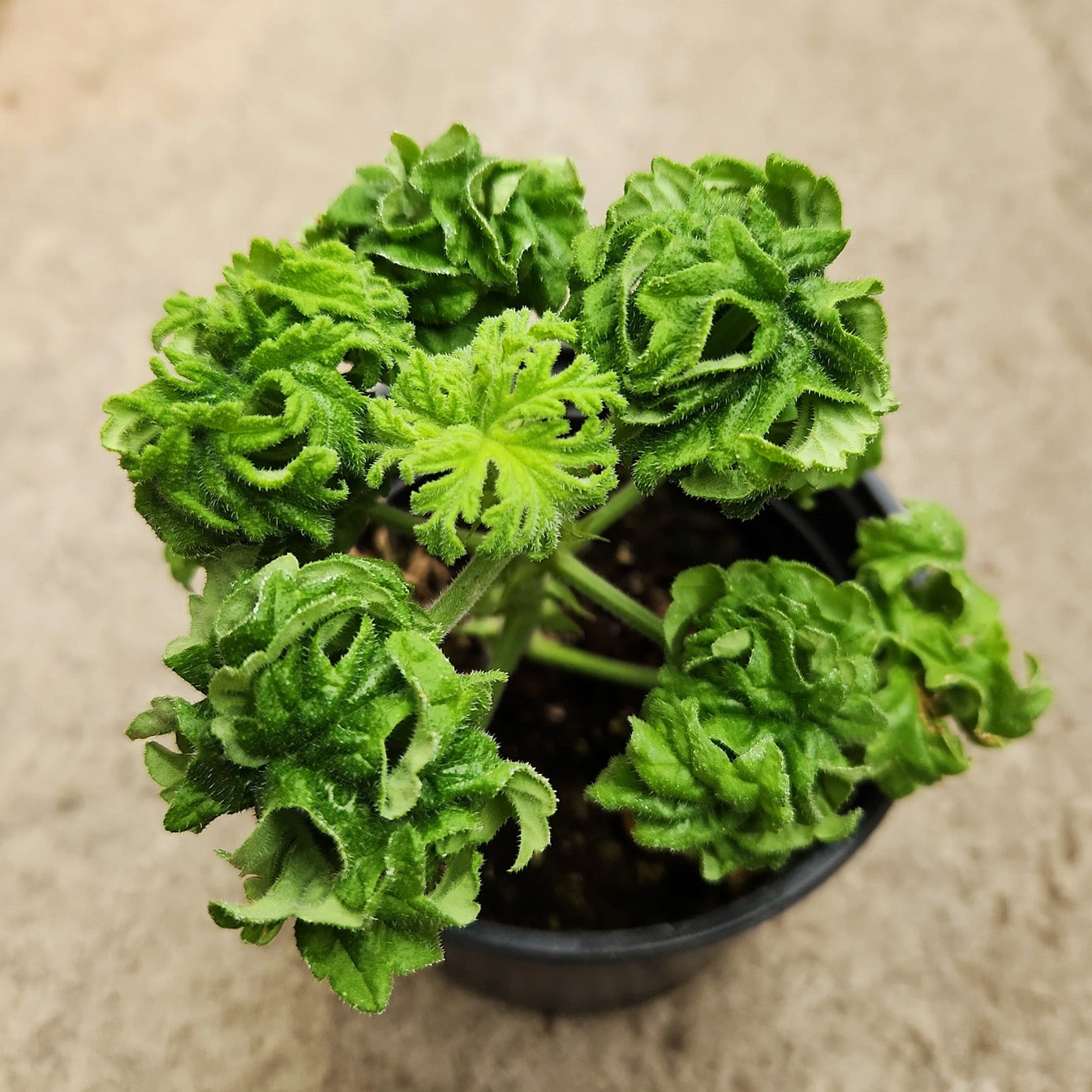 Géranium odorant 'Bontrosaï' – Jardineries Botanix