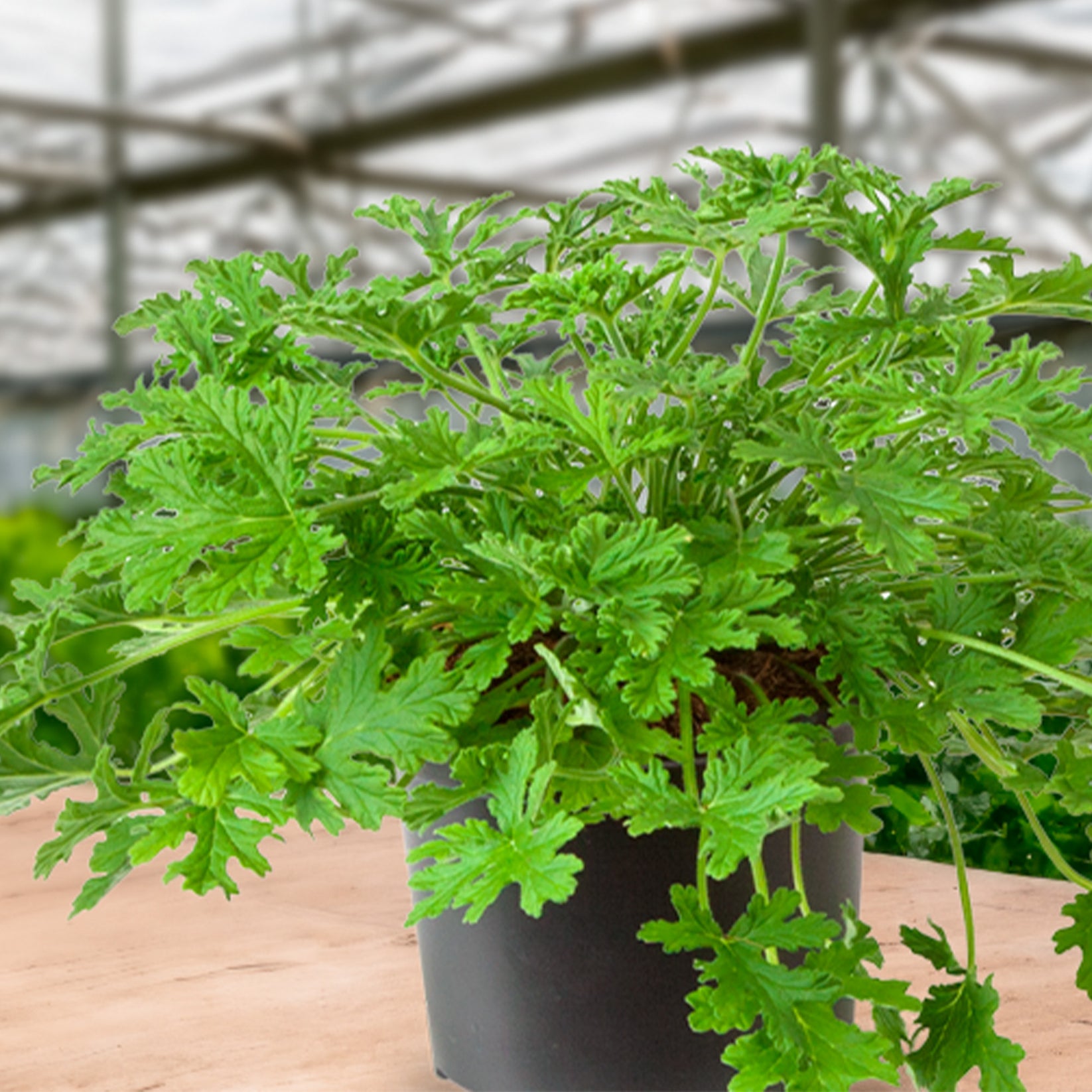 Lemon Geranium 'Citrosa': Your Natural Fragrant Repellent | Botanix ...