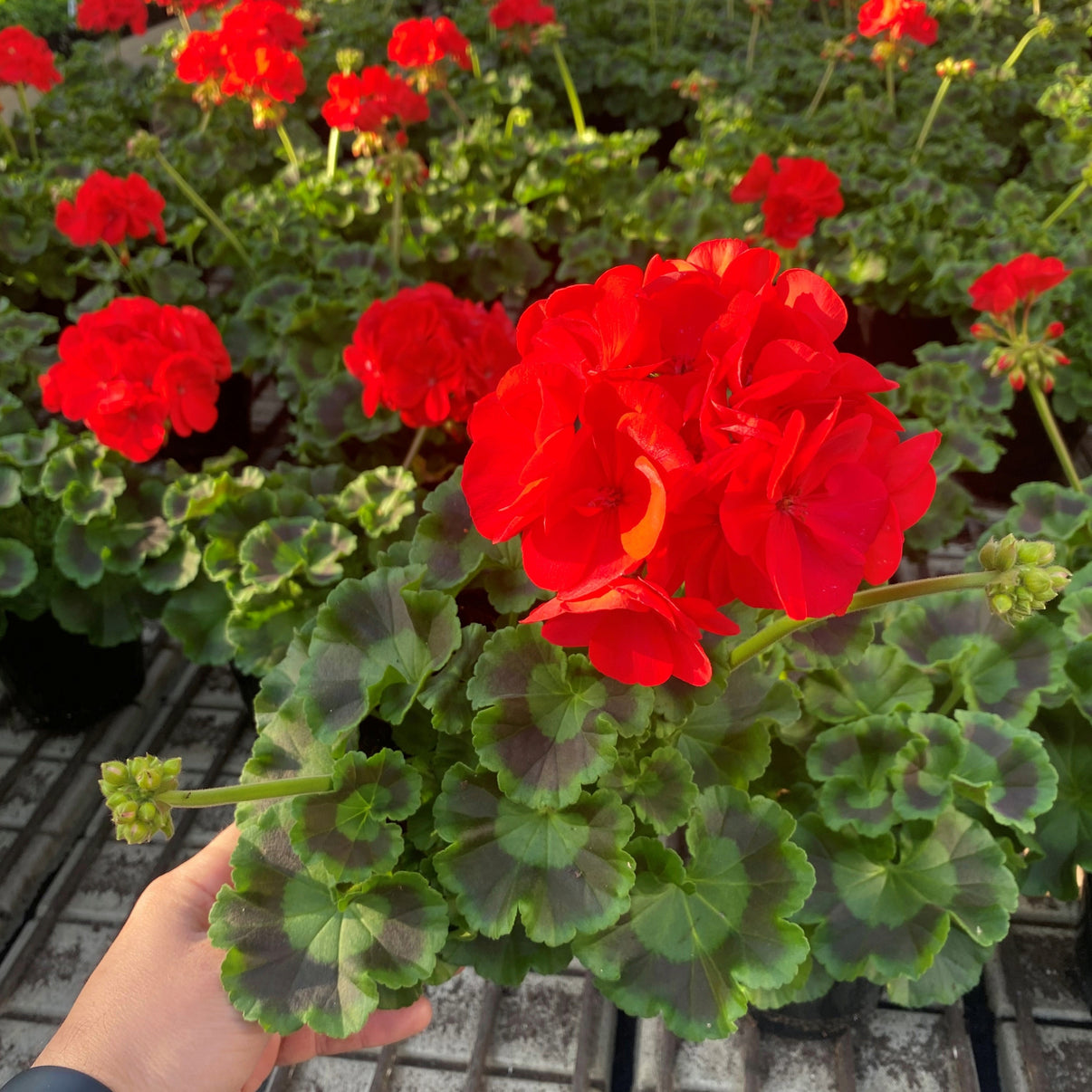 Pélargonium zonal RE-AL® – Explosion de Couleurs Estivales & Facilité ...