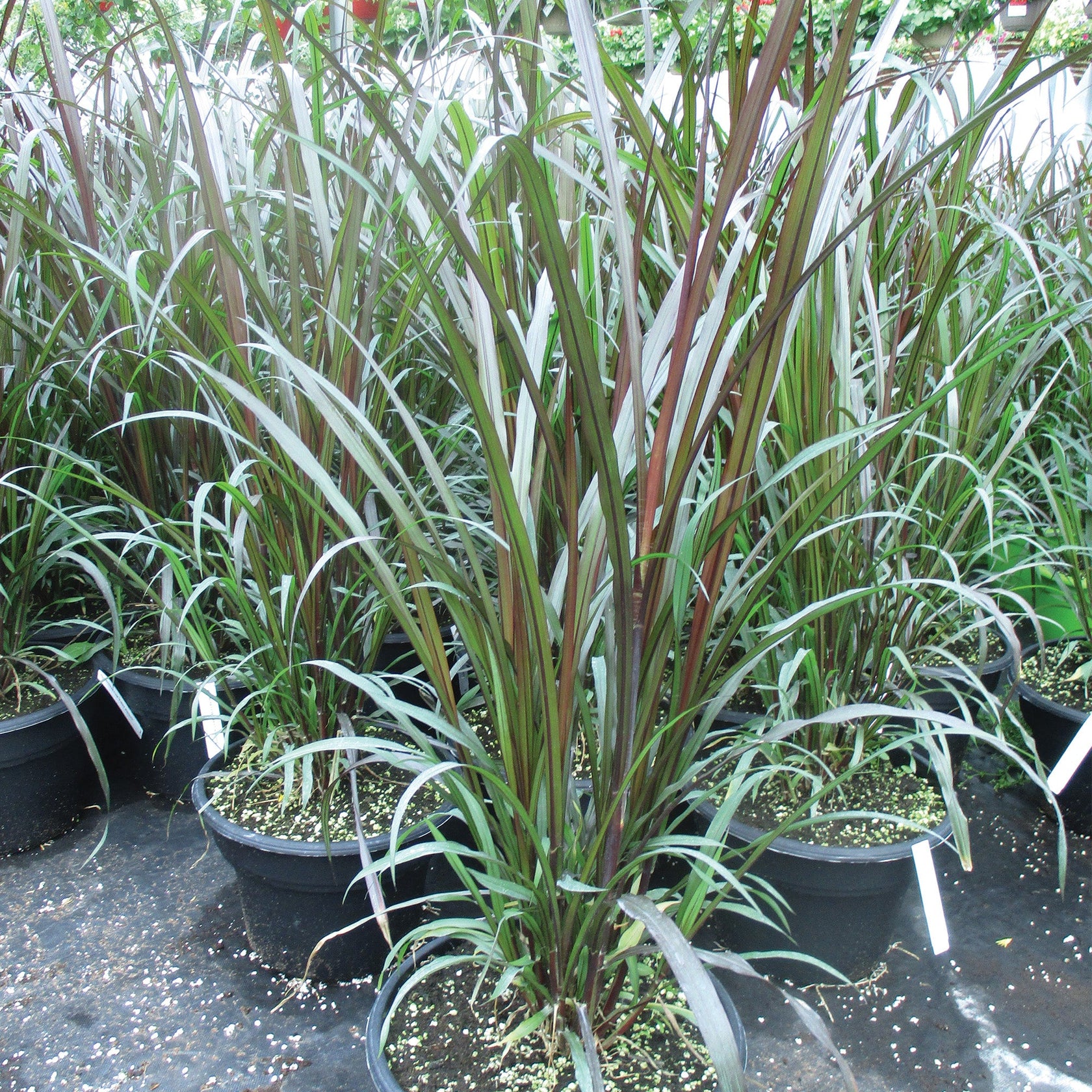 Pennisetum pourpre 'First Knight' – Jardineries Botanix