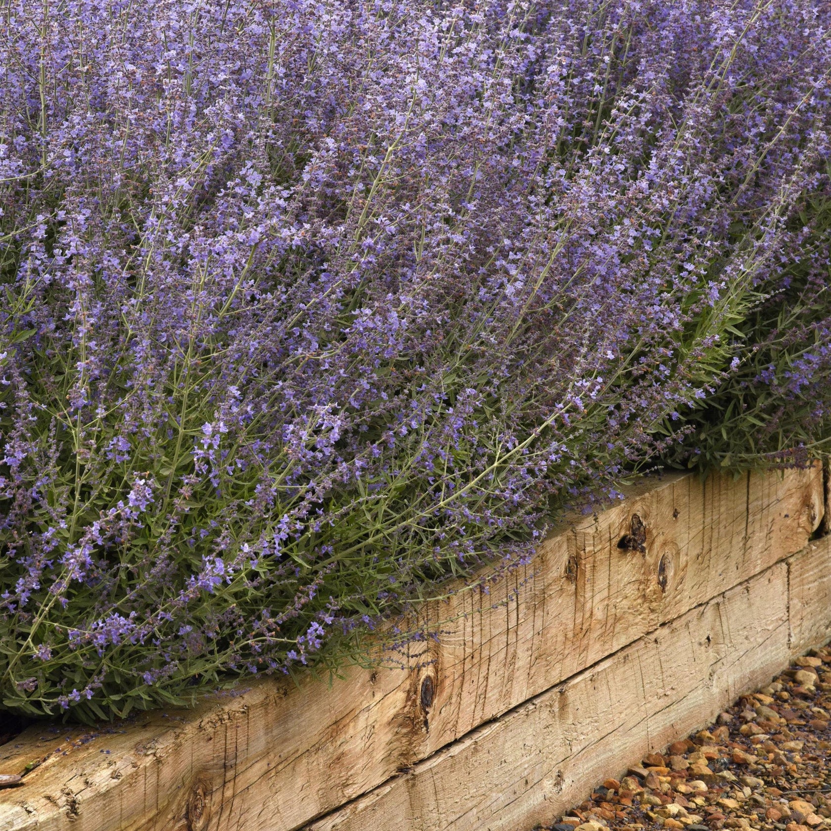 Sauge de Russie 'Bluesette' – Jardineries Botanix