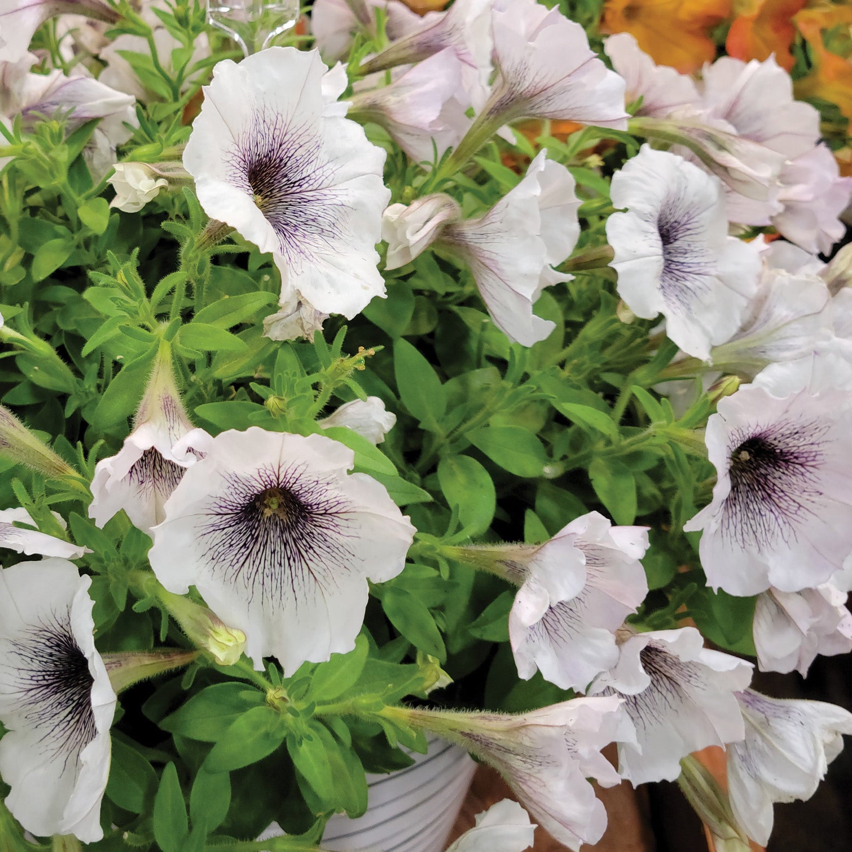 CRAZYTUNIA® Black&White Petunia – Jardineries Botanix