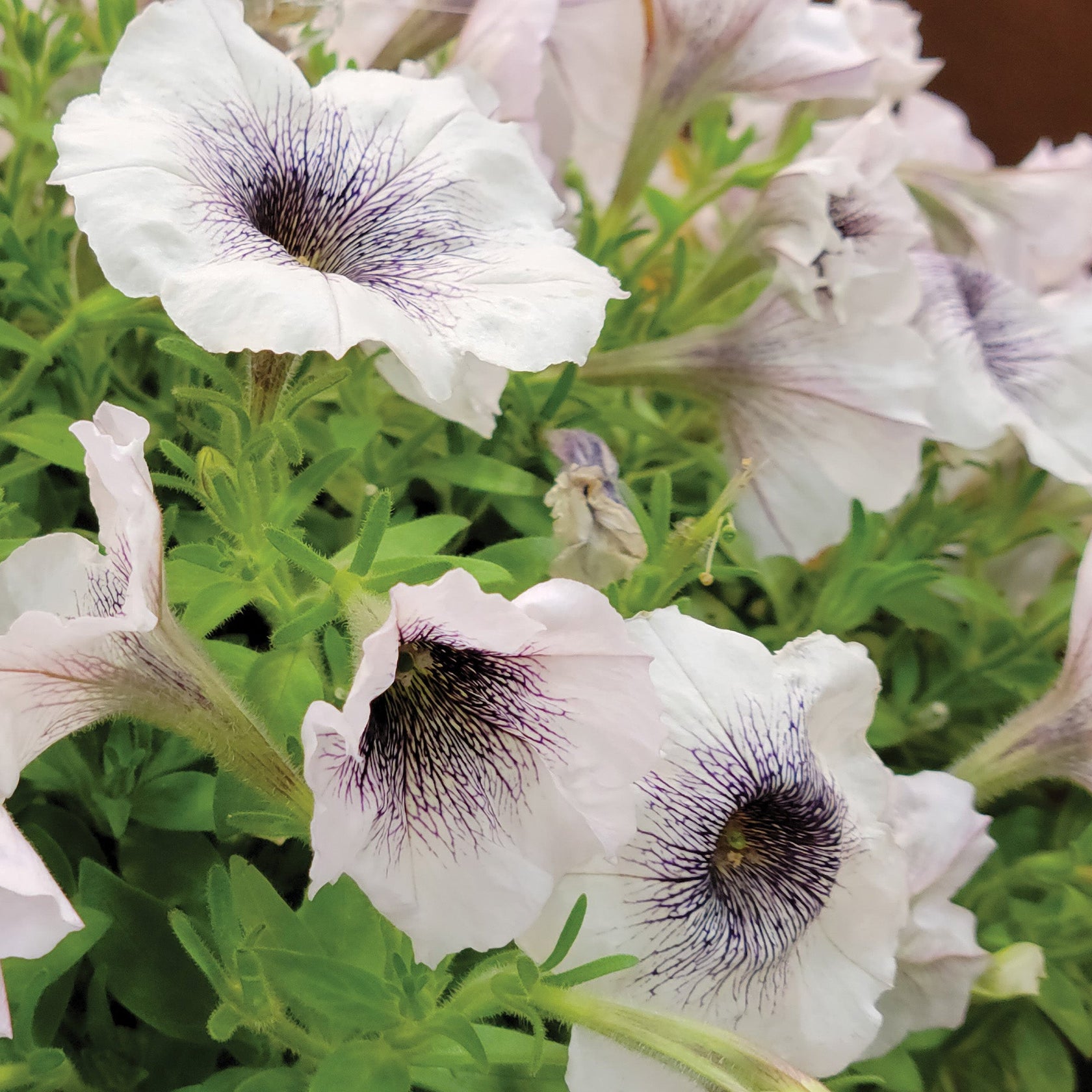 CRAZYTUNIA® Black&White Petunia – Jardineries Botanix