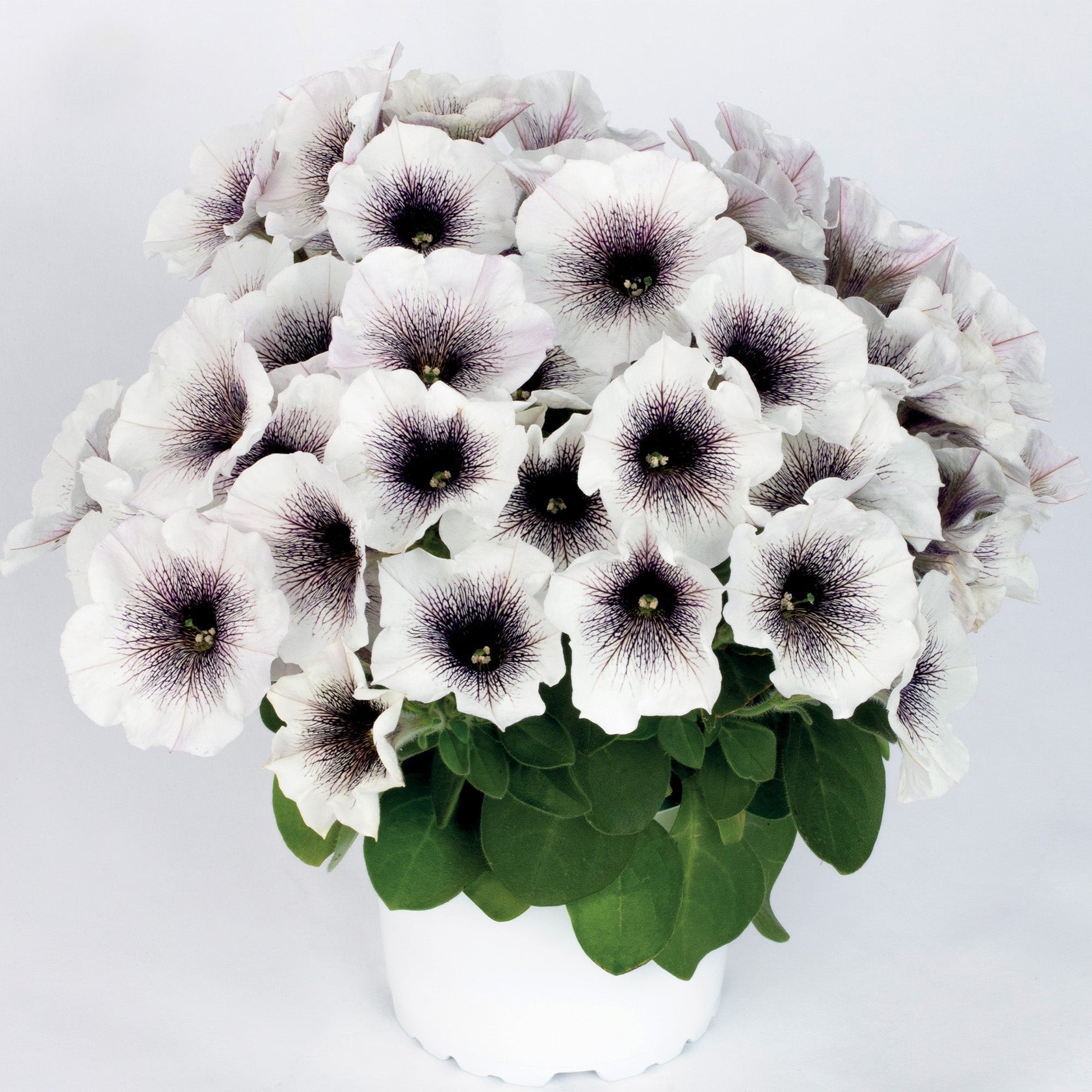 CRAZYTUNIA® Black&White Petunia – Jardineries Botanix