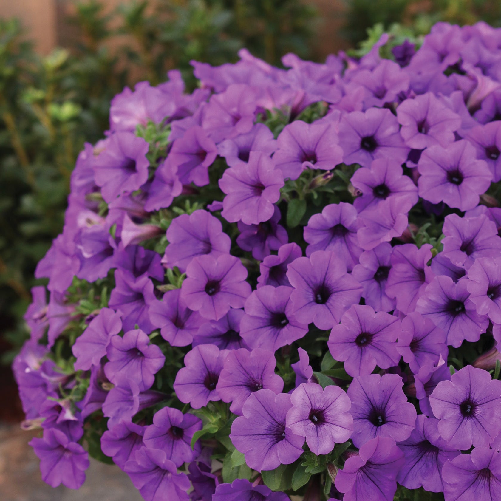 Pétunia SUPERTUNIA® MINI VISTA™ Indigo – Jardineries Botanix