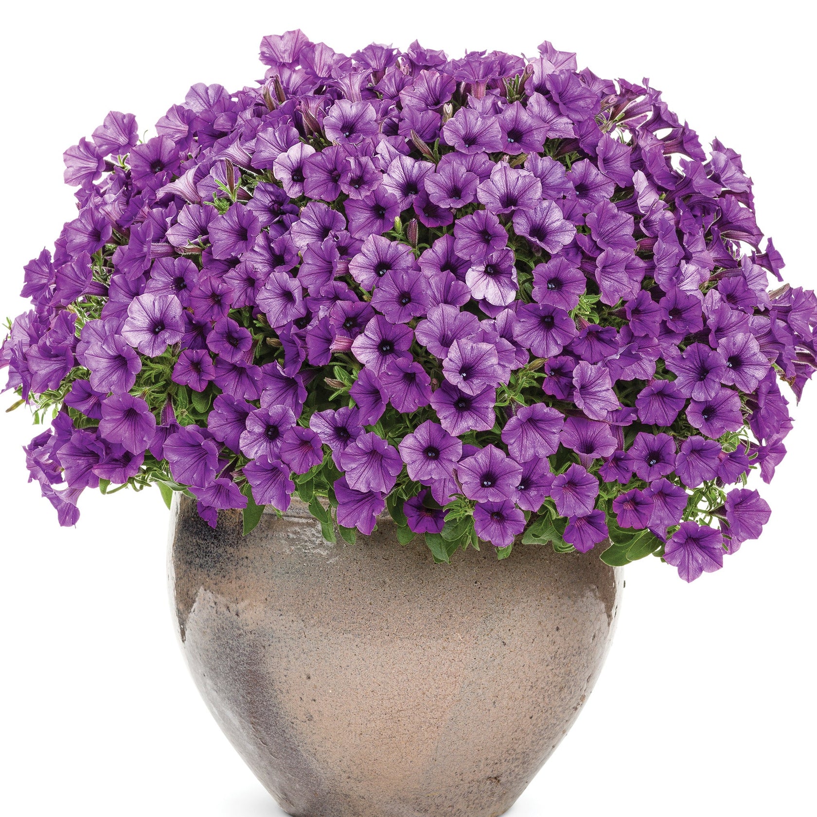 Pétunia SUPERTUNIA® MINI VISTA™ Indigo – Jardineries Botanix