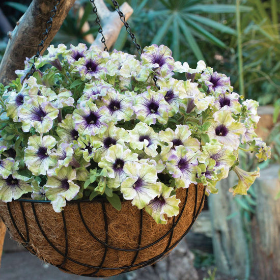 AMAZONAS™ Plum Cockatoo Petunia – Jardineries Botanix