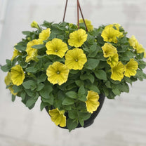 CAPELLA™ Petunia – Jardineries Botanix