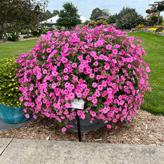 Petunia Supertunia Vista® Bubblegum | La Pétunia Rose Ultime pour ...