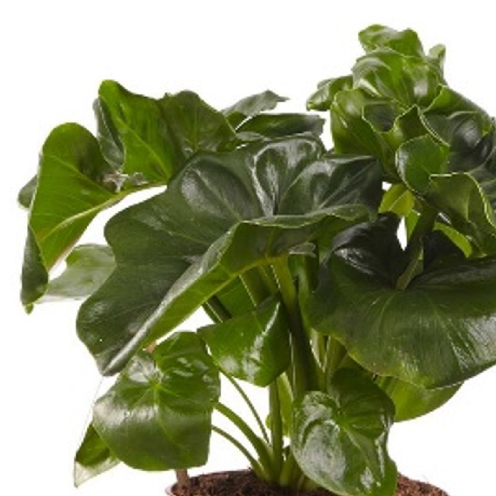 Philodendron 'Atom' – Jardineries Botanix