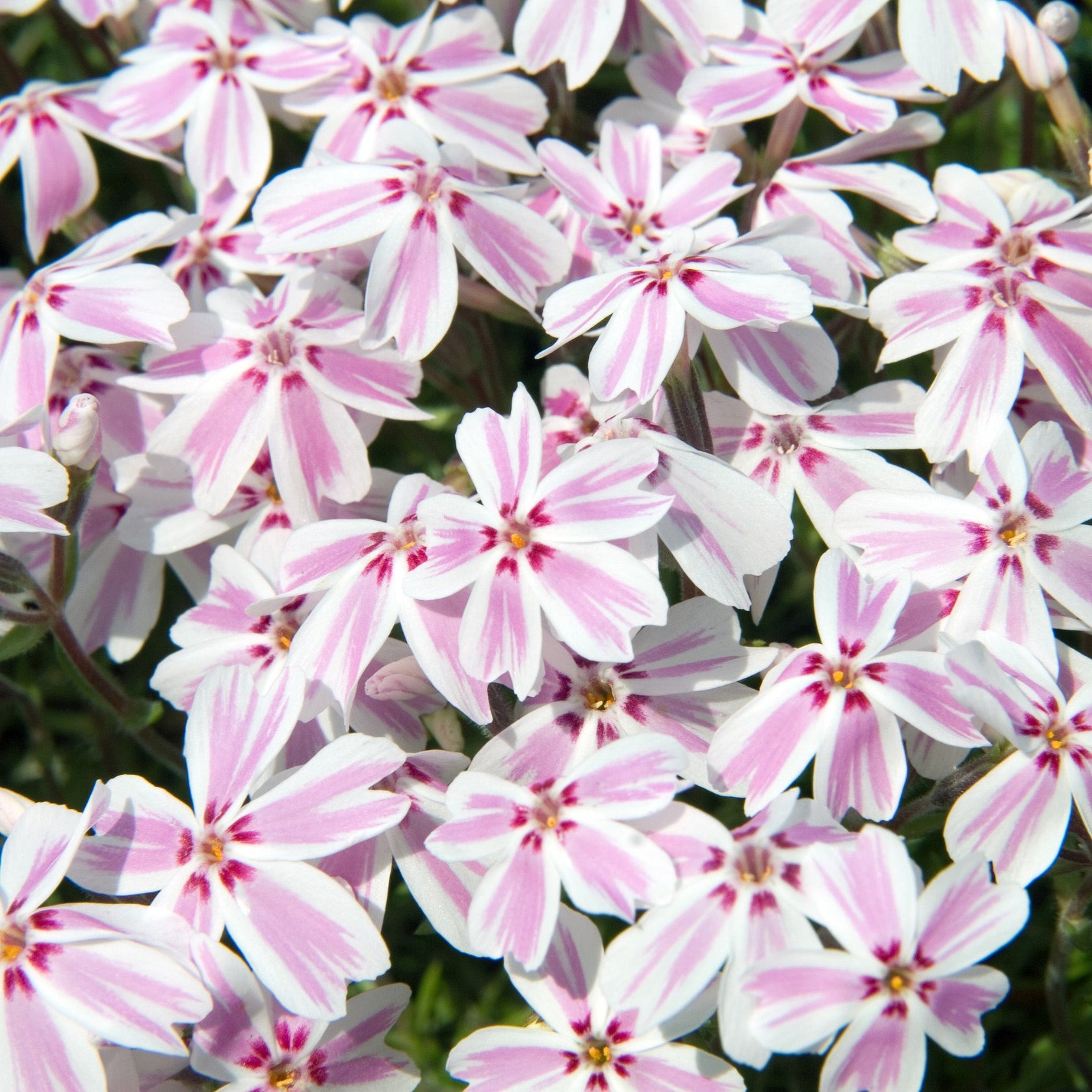 Candy Stripe' Creeping Phlox – Jardineries Botanix