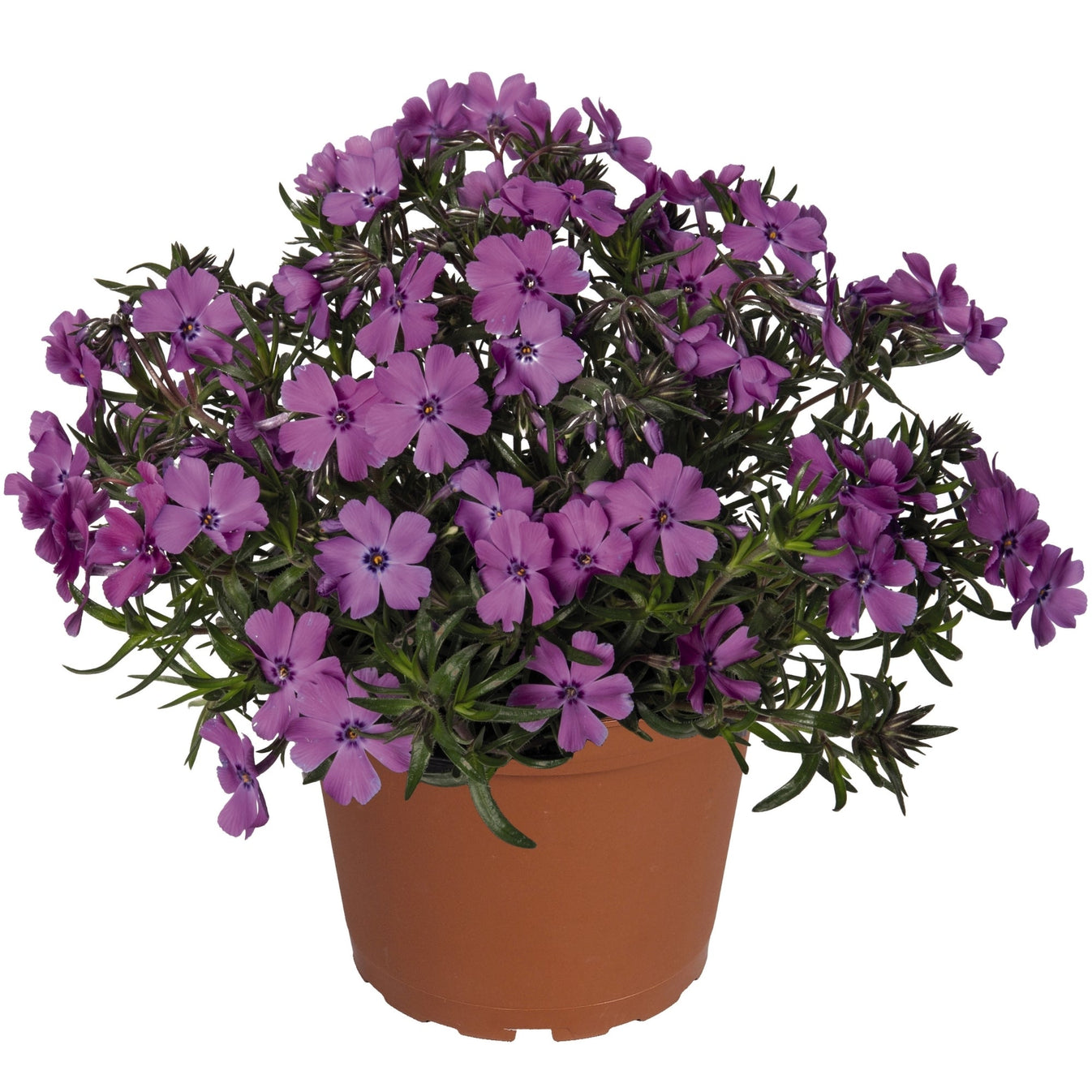 EARLY SPRING™ Purple Creeping Phlox – Jardineries Botanix