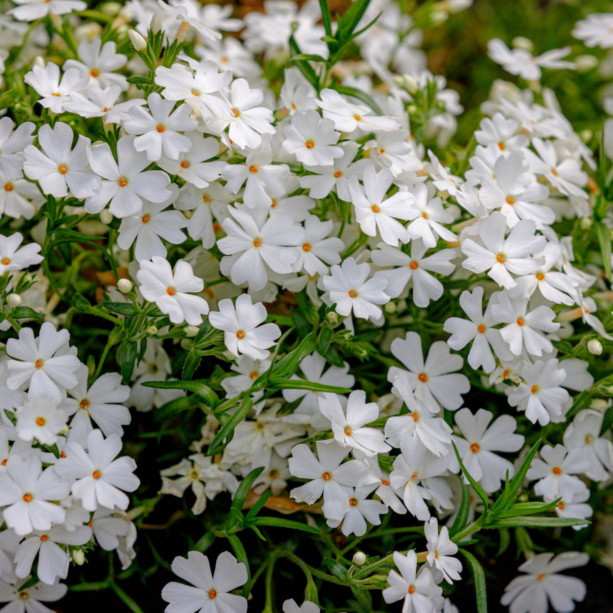 EARLY SPRING™ White Creeping Phlox – Jardineries Botanix