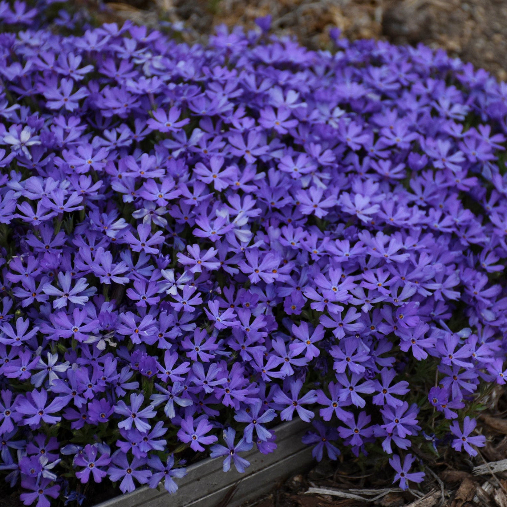 Phlox Rampant 'Violet Pinwheels' – Jardineries Botanix