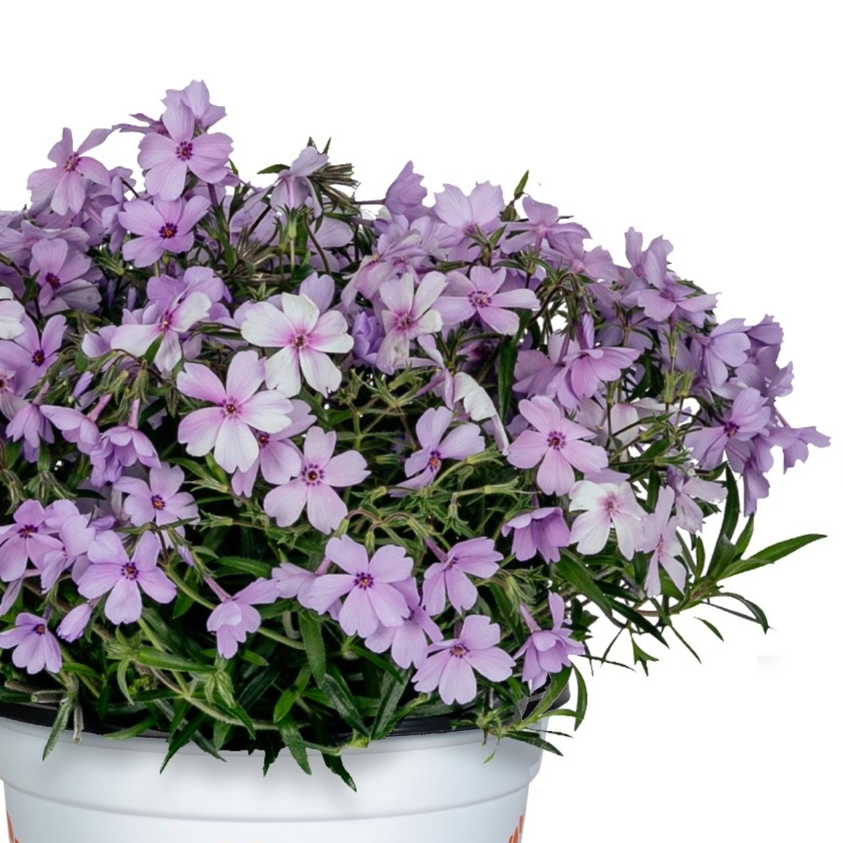 Phlox Série Woodlander (Lilas, Rose, Pervenche) | Couvre-sol | Botanix ...