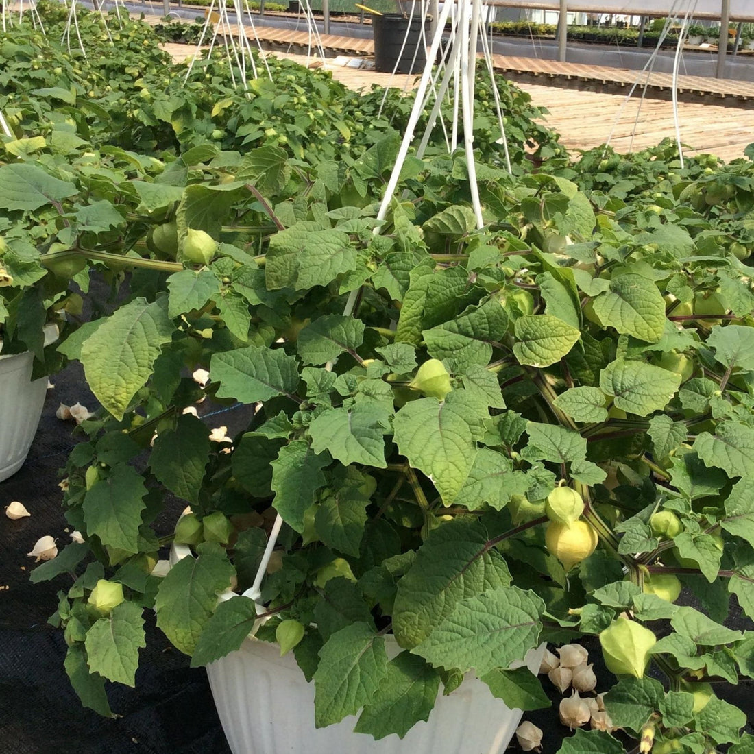 Cerise de terre 'Golden Hush' – Jardineries Botanix