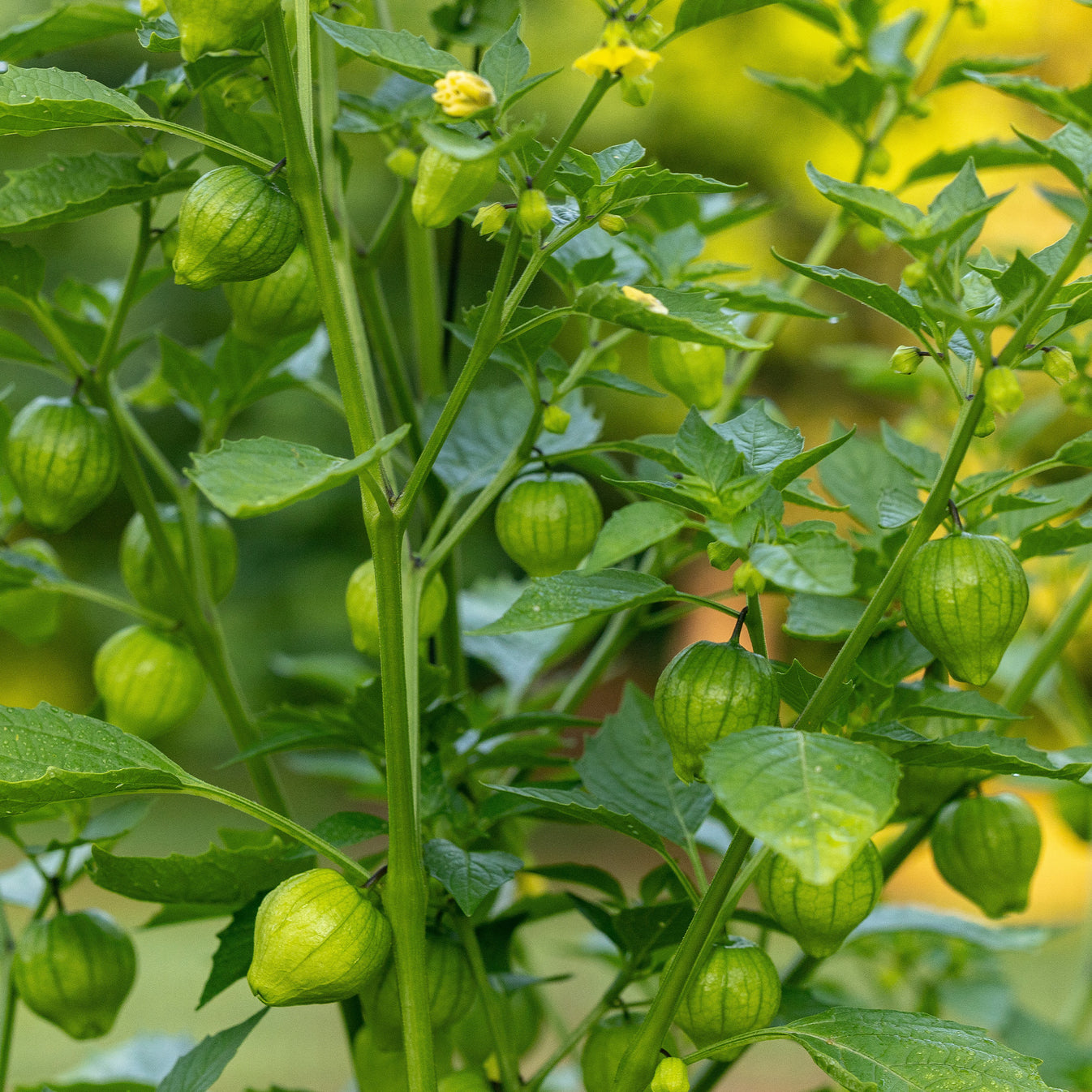 Mexican Tomatillo – Jardineries Botanix