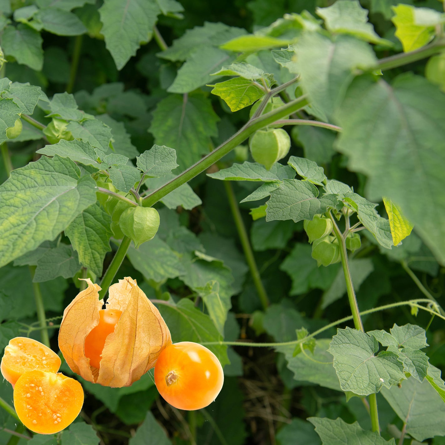 Cerise de terre – Jardineries Botanix