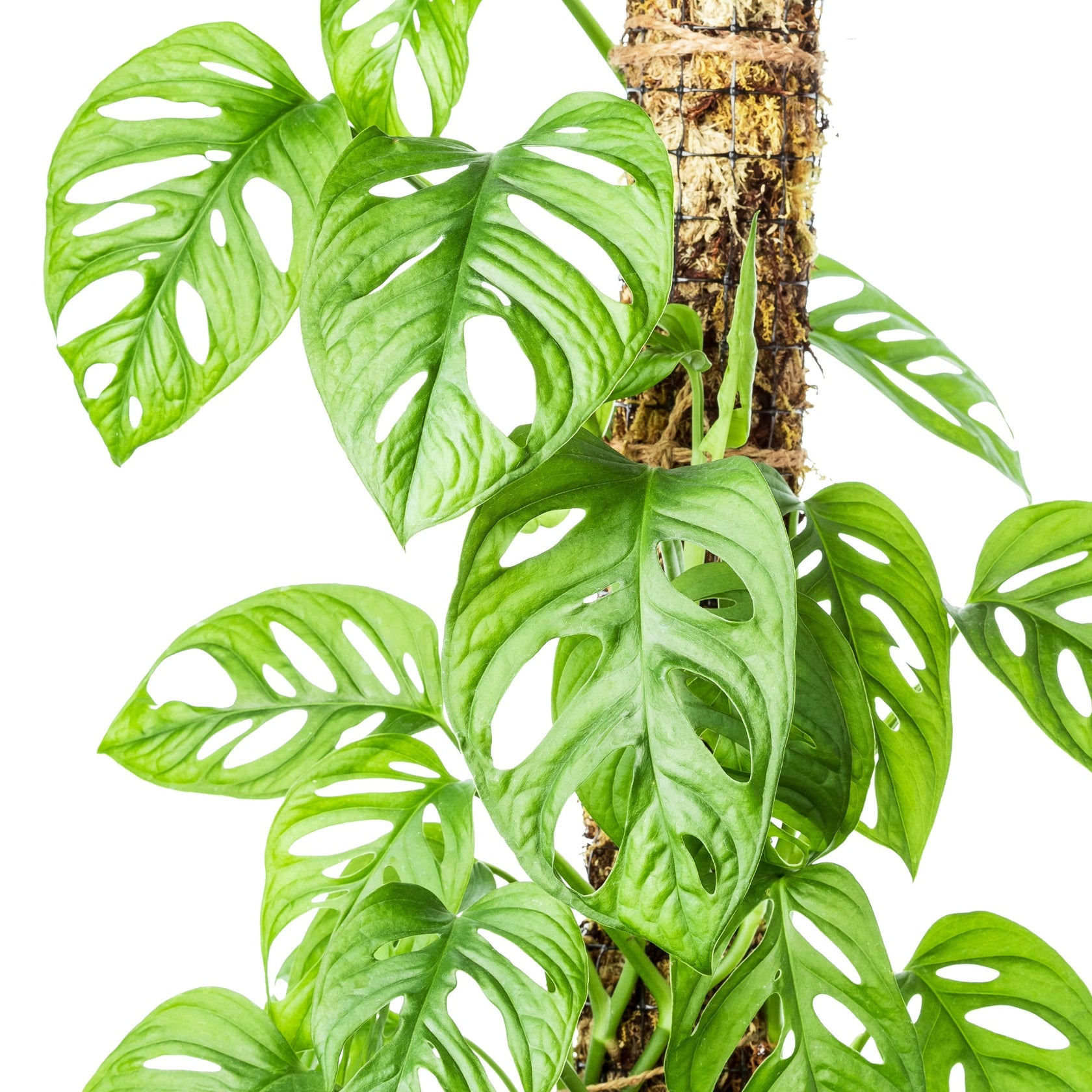 Swiss Cheese Monstera – Jardineries Botanix