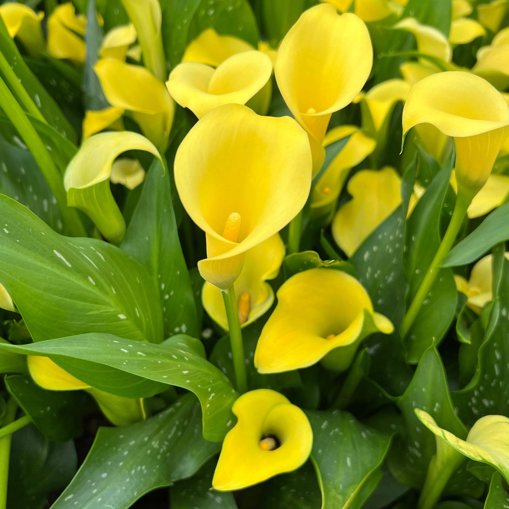 Lys Calla – Jardineries Botanix