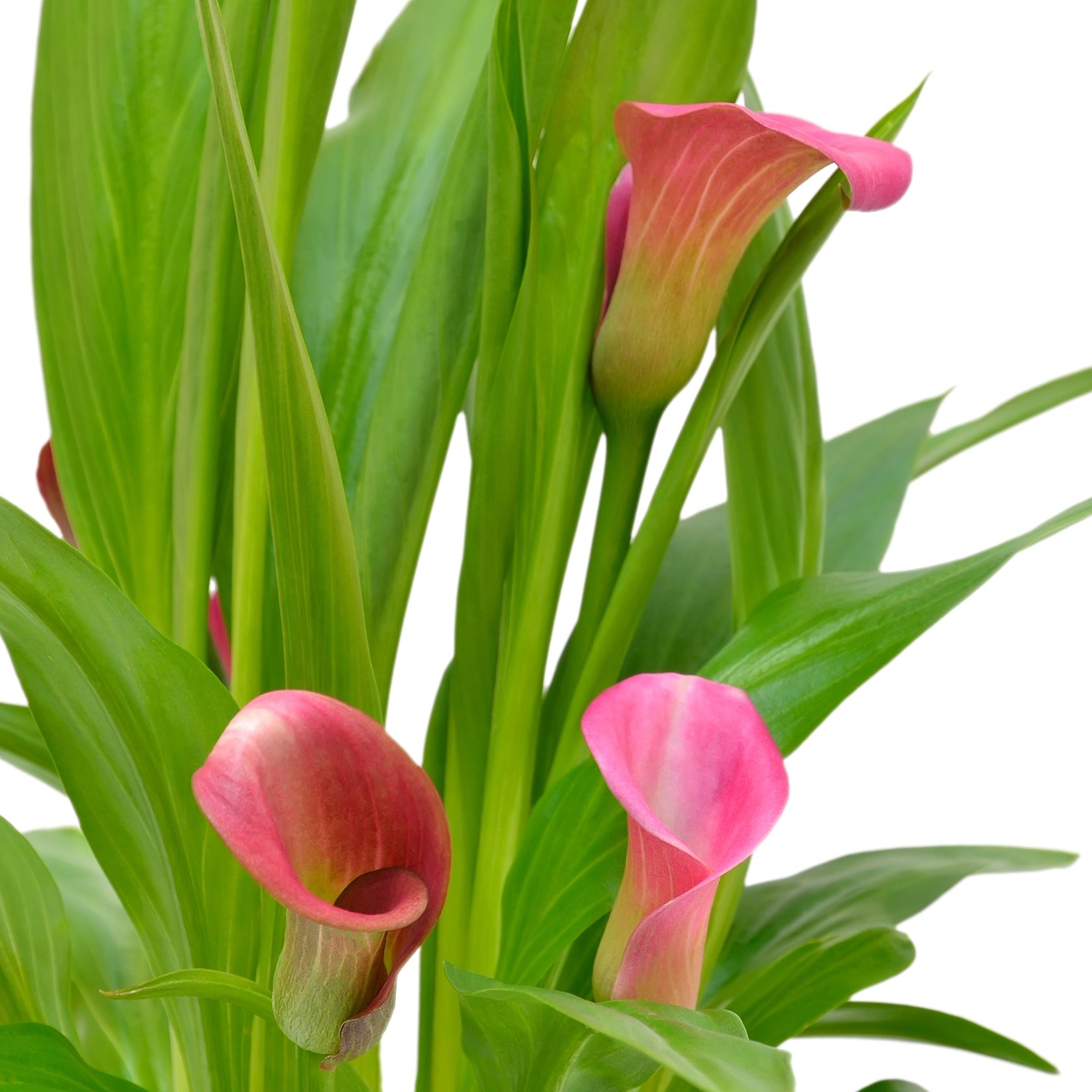 Lys Calla – Jardineries Botanix
