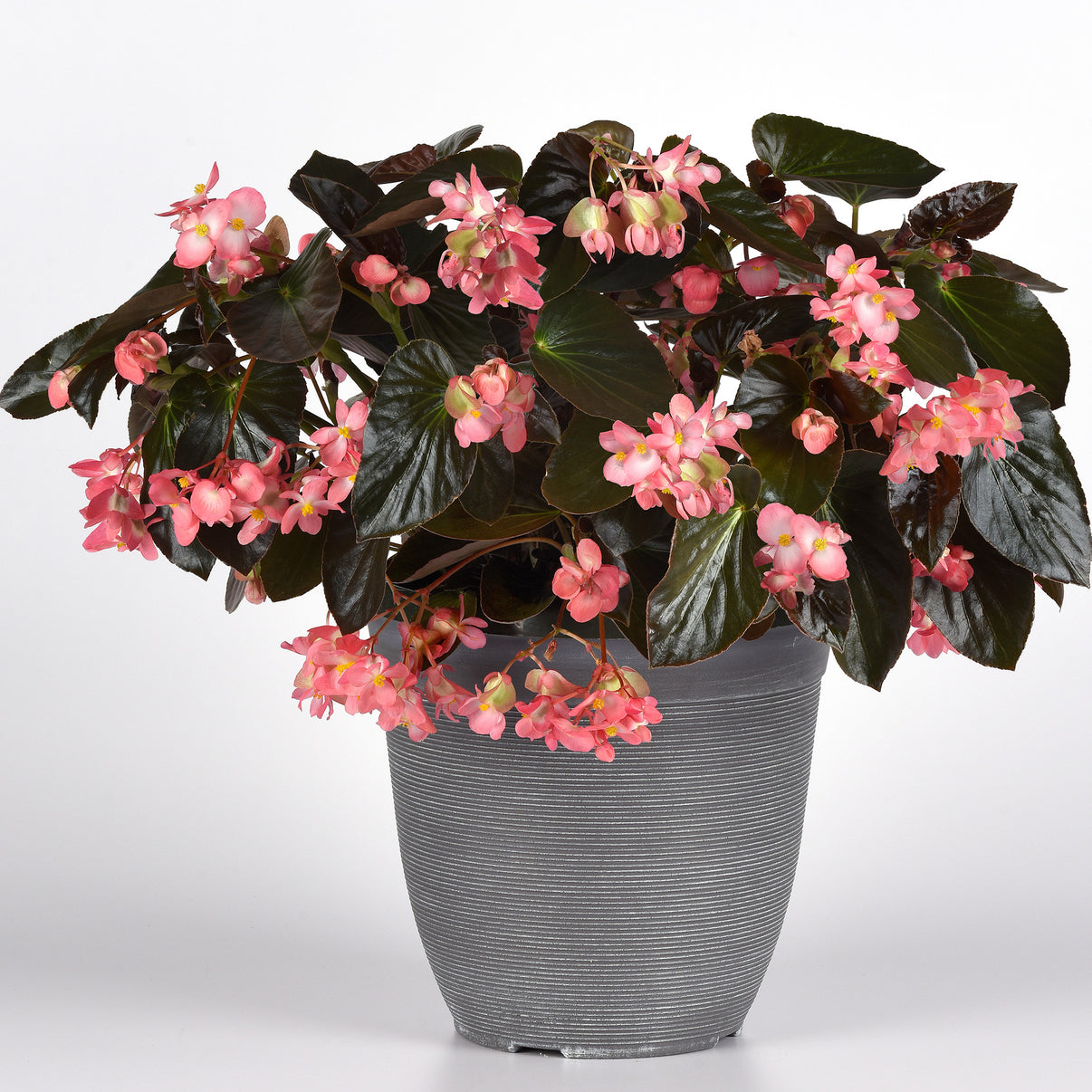 DRAGON WING® Red Bronze Leaf Begonia – Jardineries Botanix