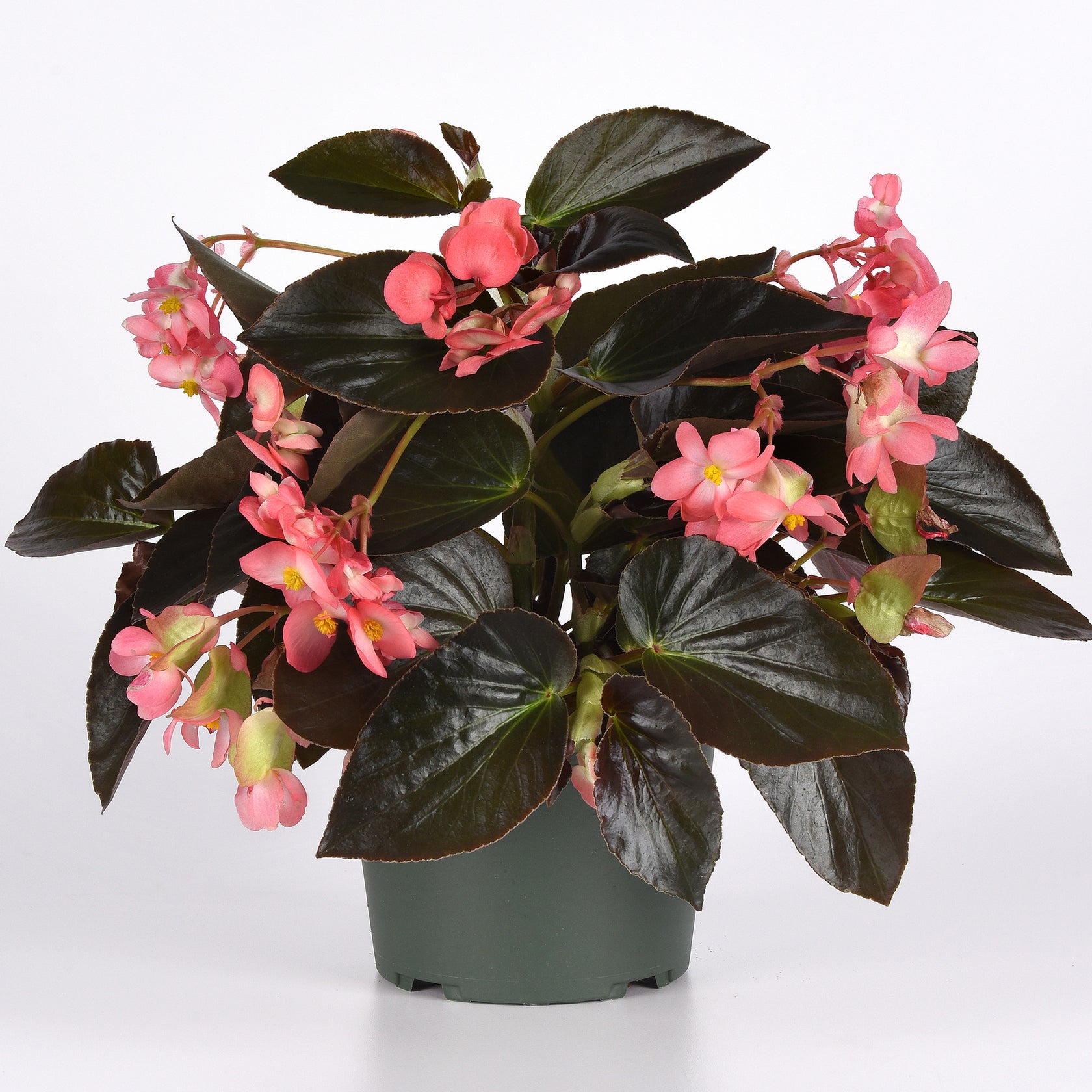 Bégonia DRAGON WING® Pink Bronze Leaf – Jardineries Botanix