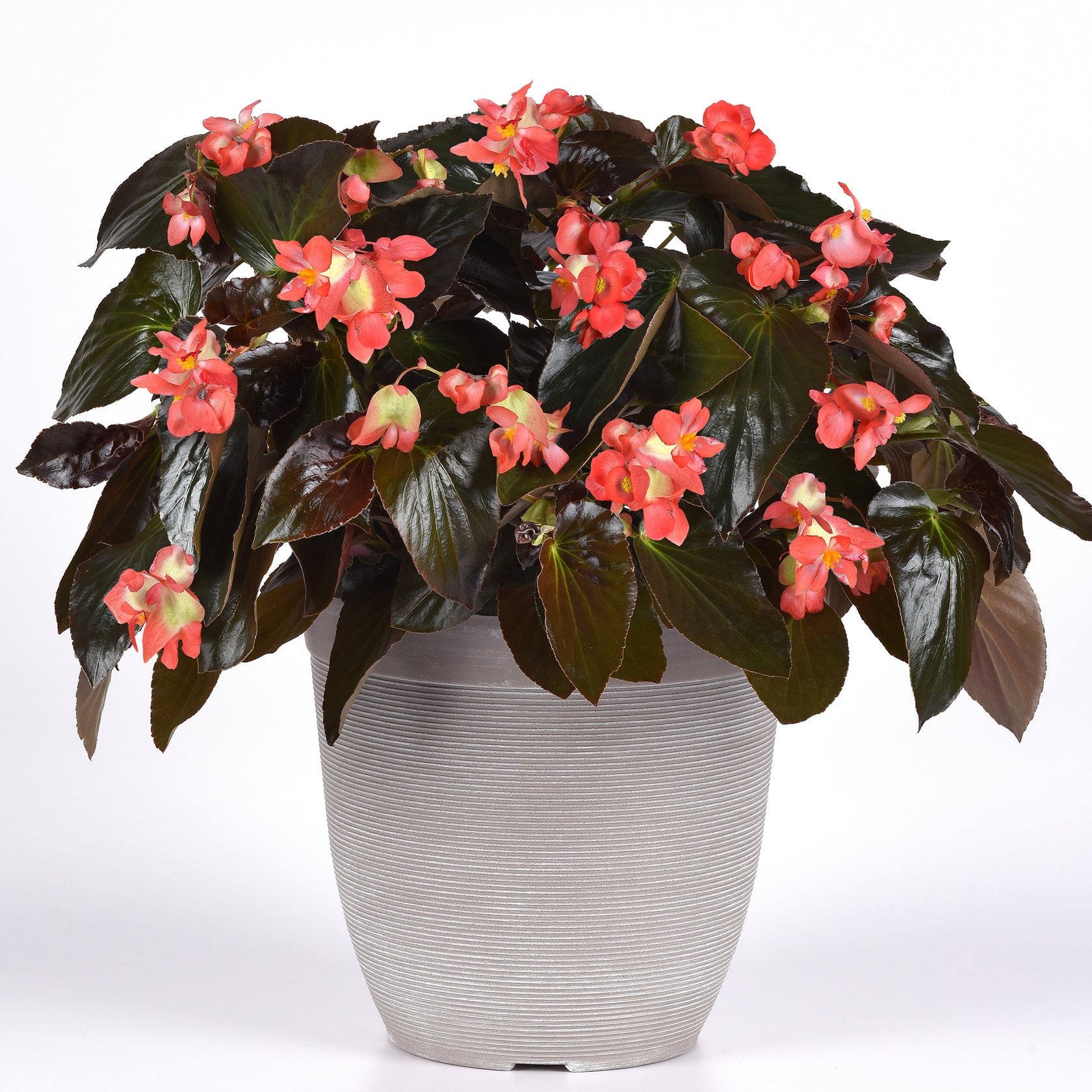 Bégonia DRAGON WING® Red Bronze Leaf – Jardineries Botanix