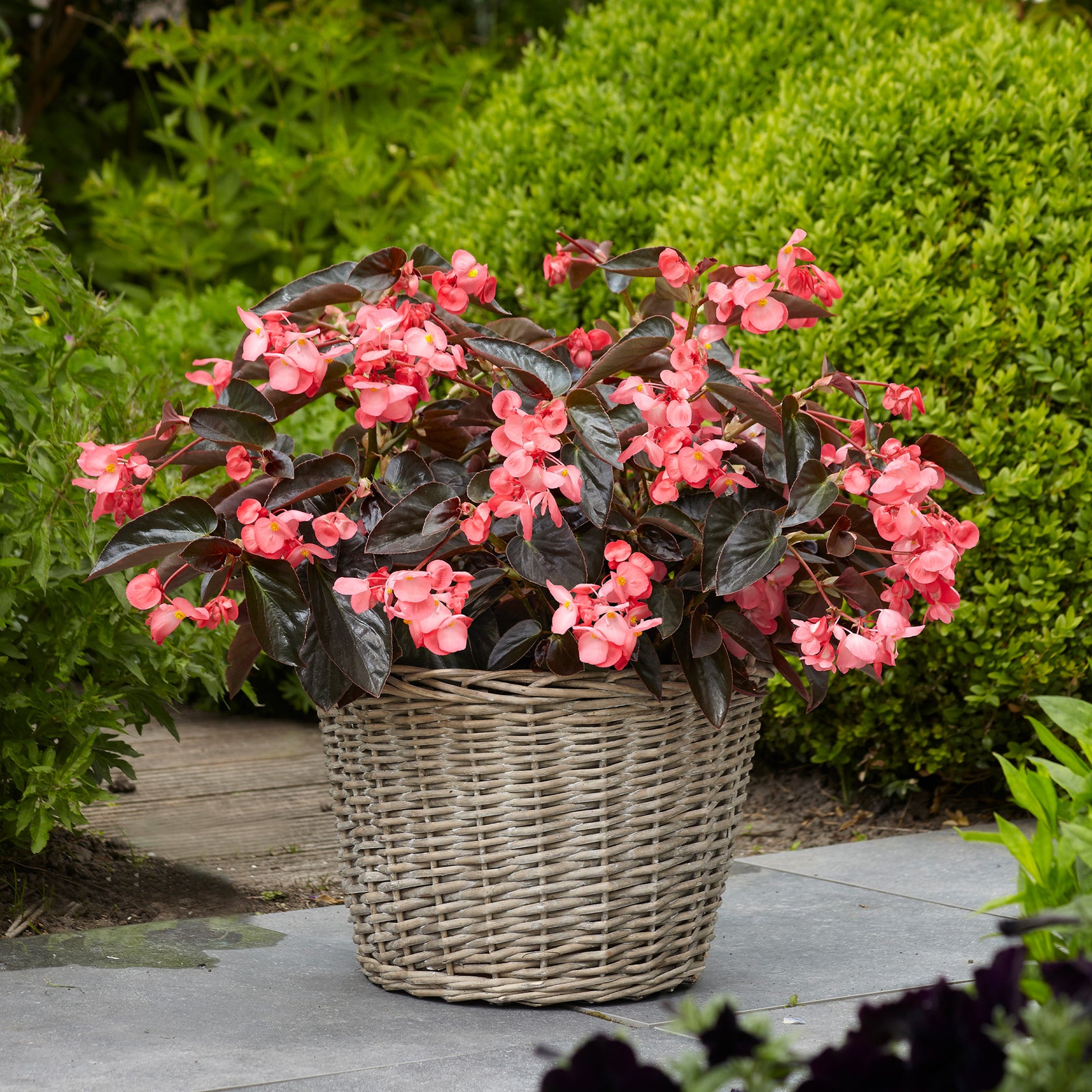 Bégonia DRAGON WING® Red Bronze Leaf – Jardineries Botanix