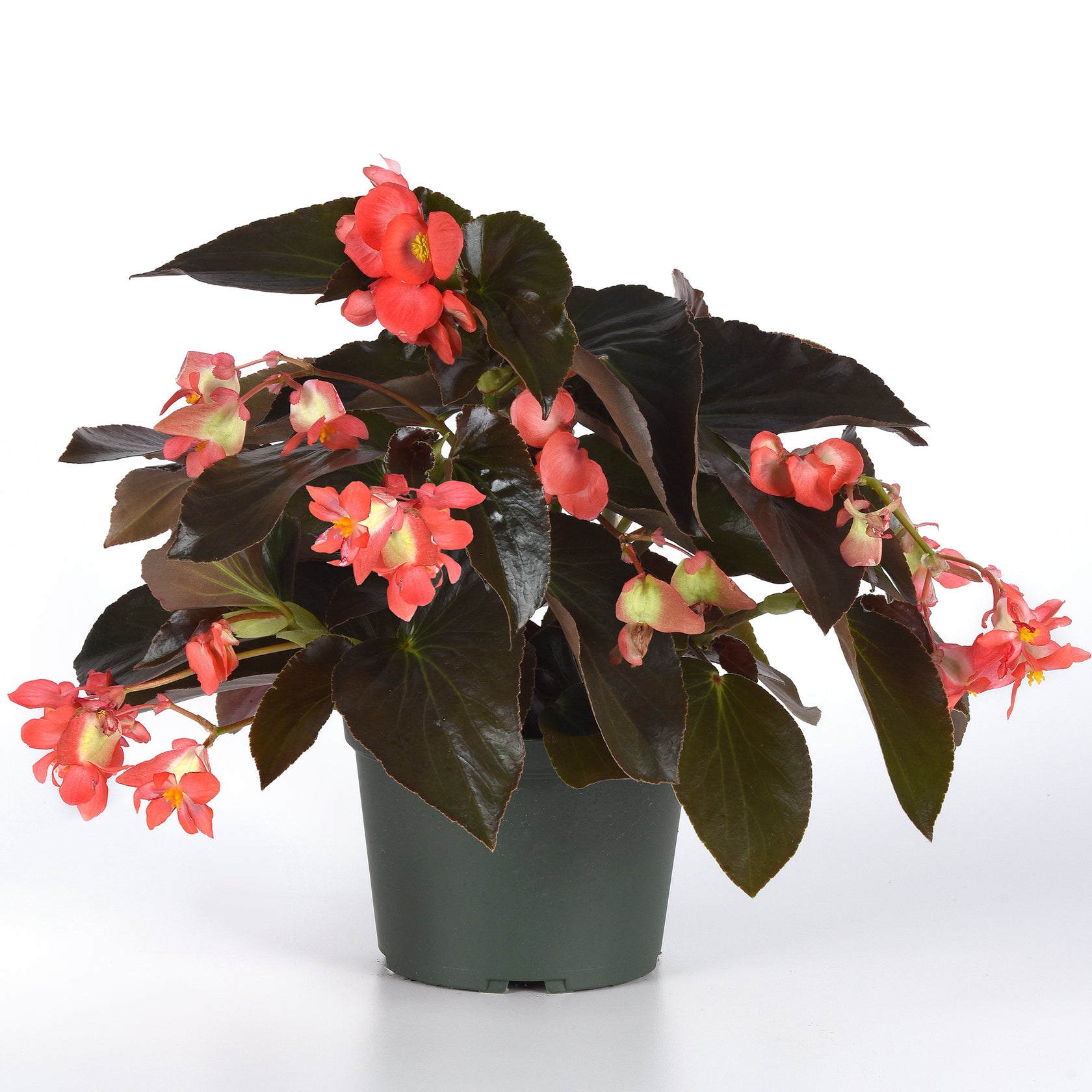 Bégonia DRAGON WING® Red Bronze Leaf – Jardineries Botanix