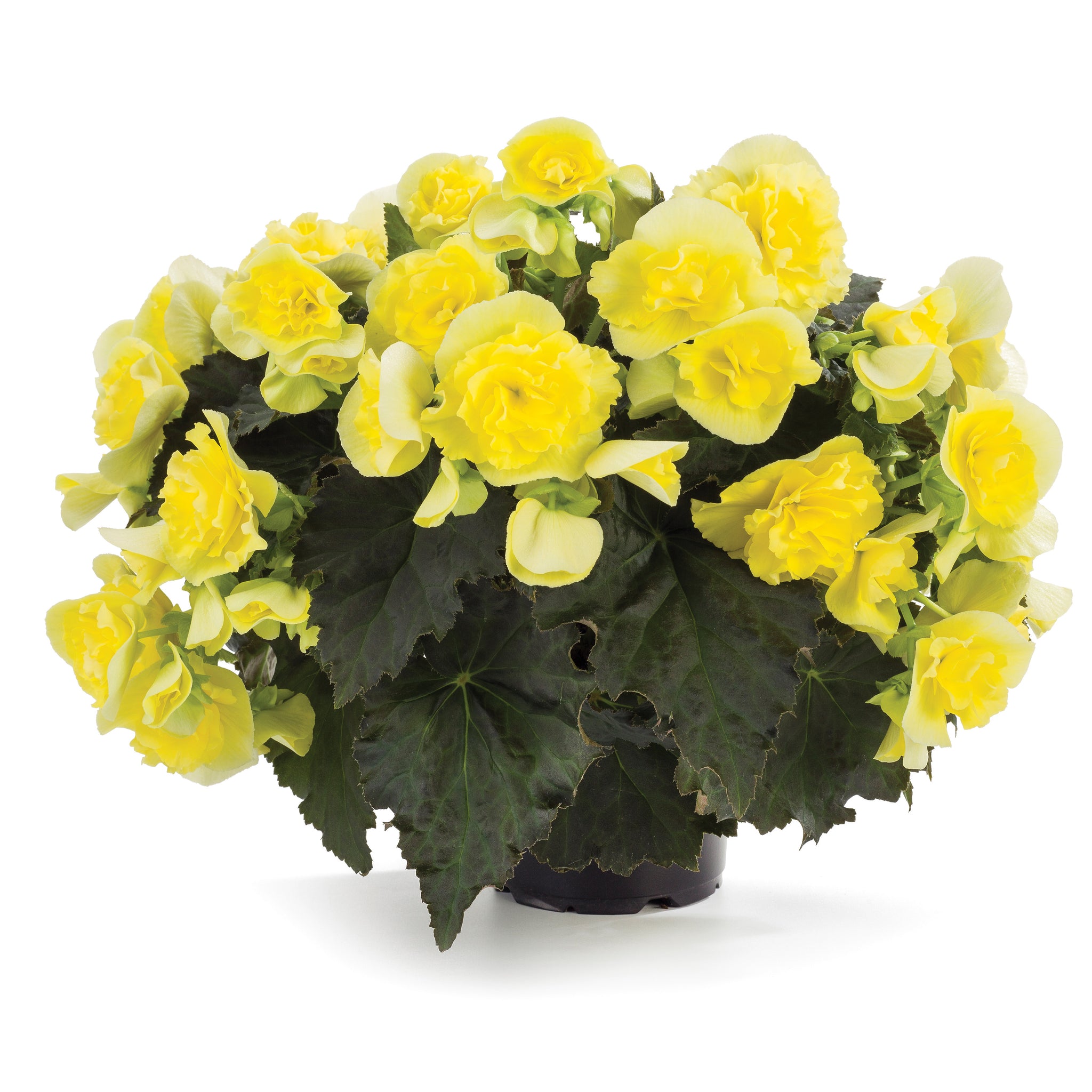 Solenia® Yellow Begonia – Jardineries Botanix