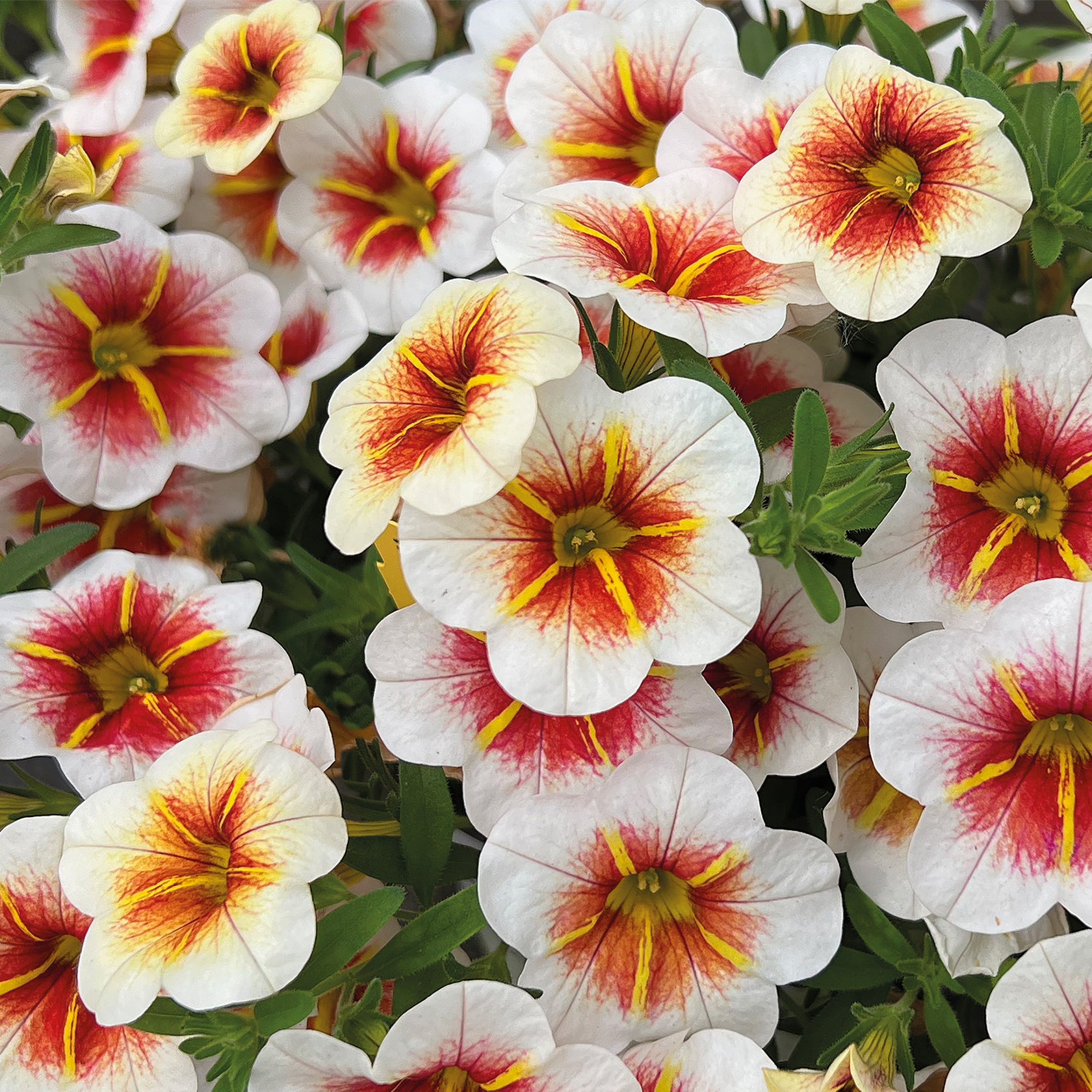 Calibrachoa CALITASTIC® Cappuccino – Jardineries Botanix