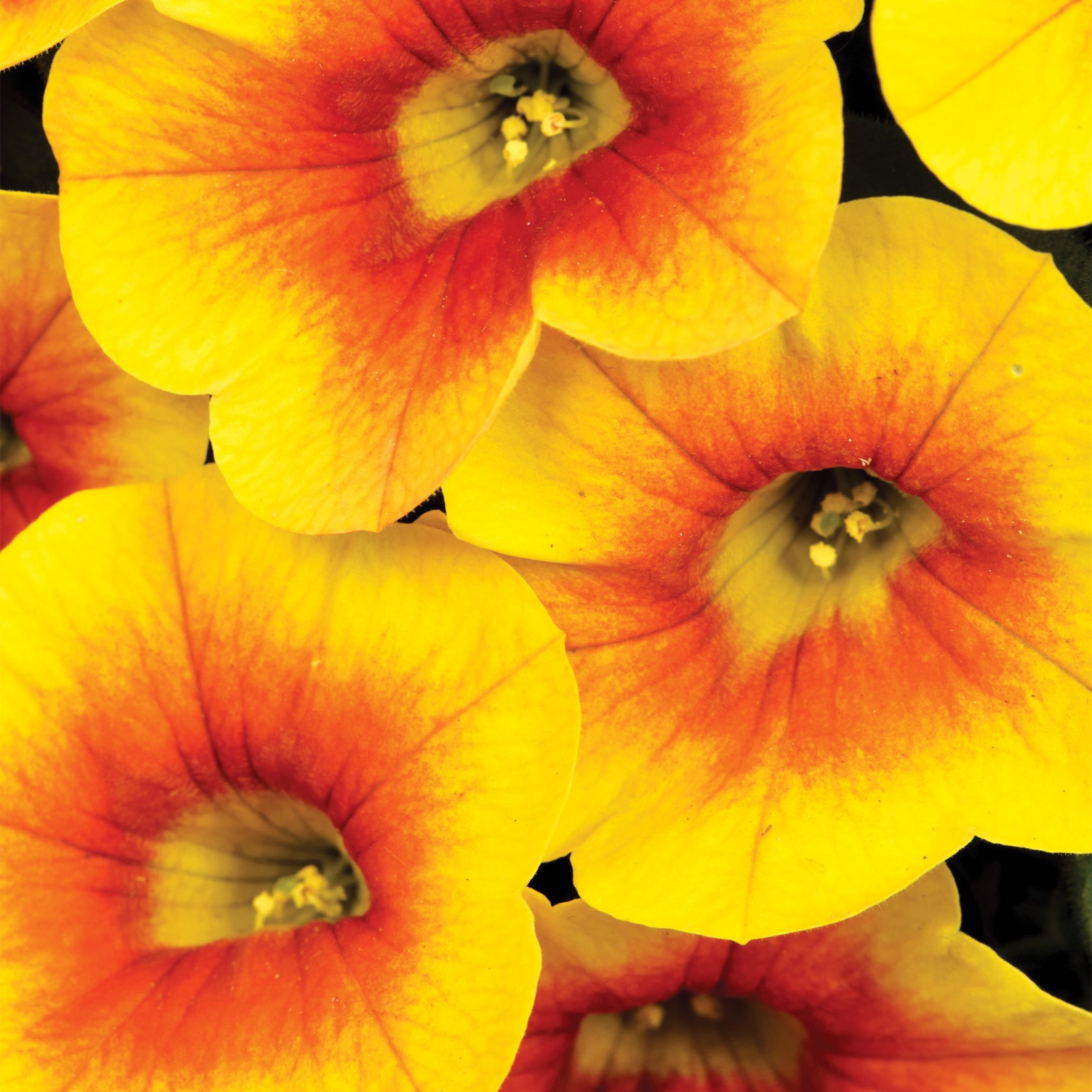 Calibrachoa CALITASTIC® Mango – Jardineries Botanix